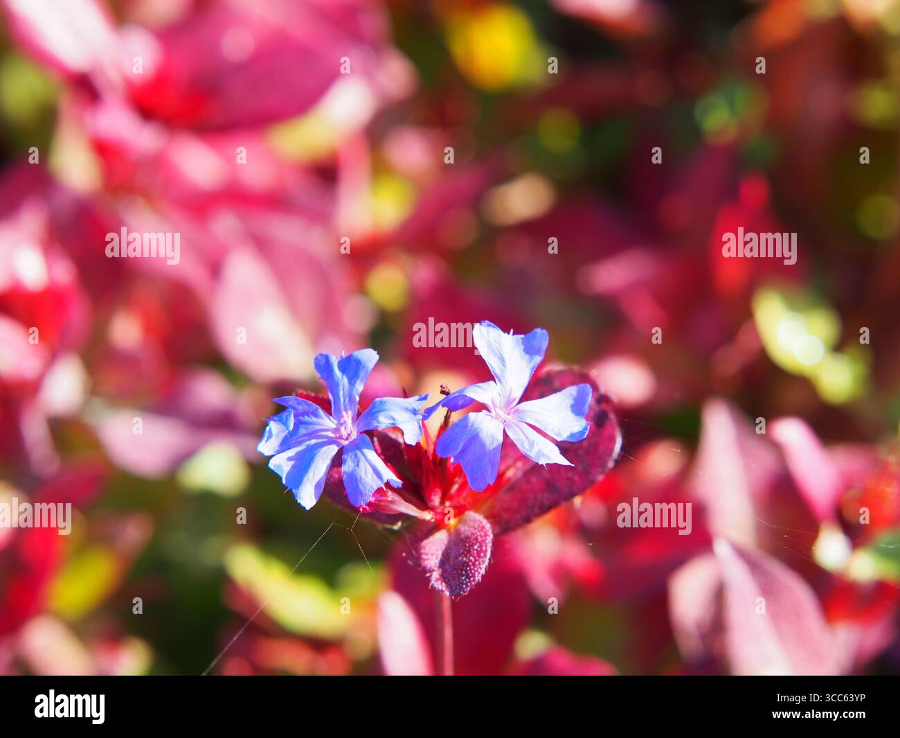 Vibrant blue flowers ceratostigma plumbaginoides hi-res stock ...