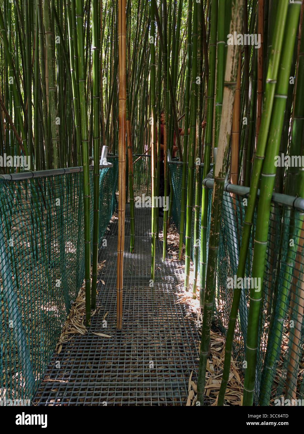 bamboo plants, evergreen perennial flowering plants of the grass family ...
