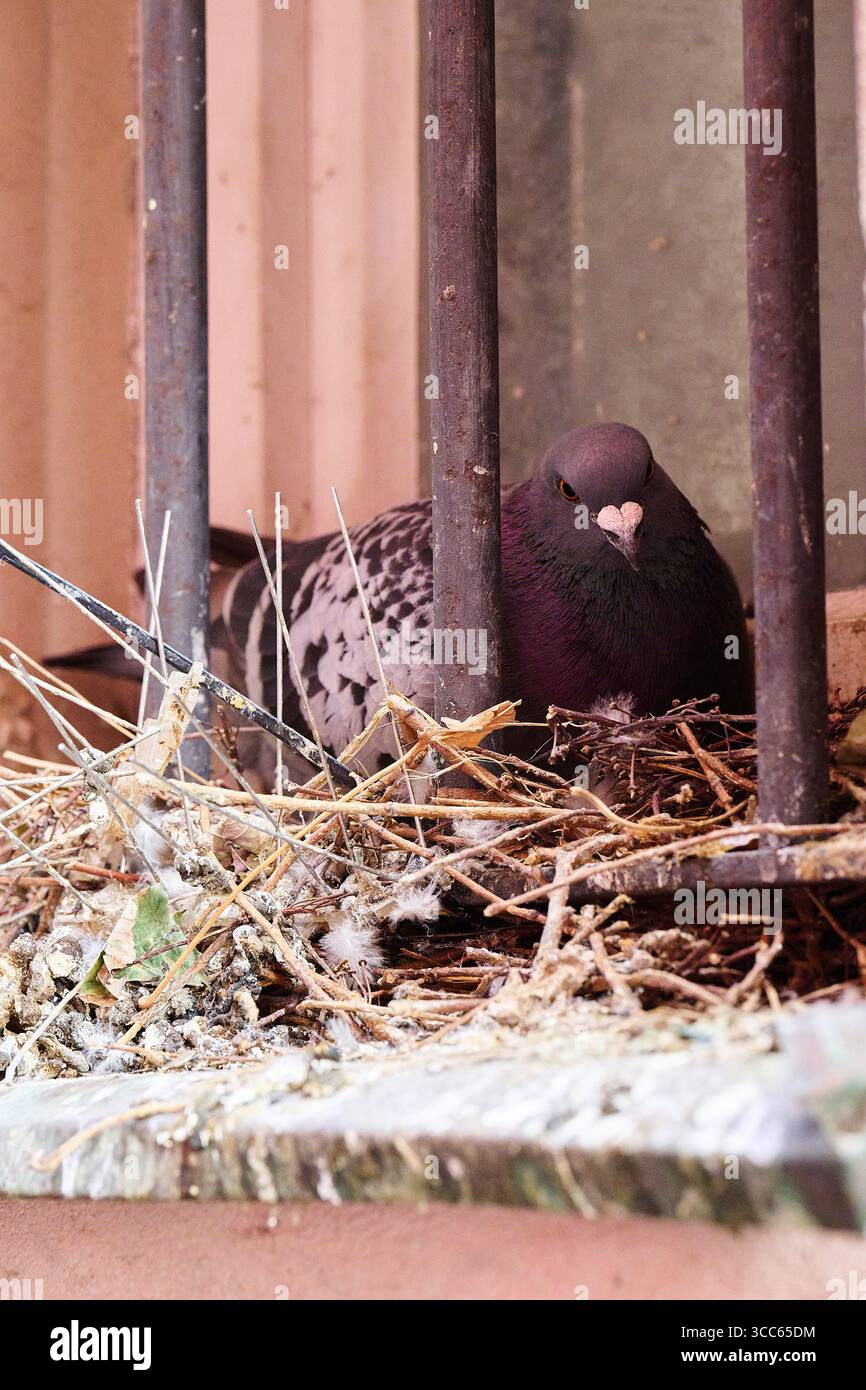 Brooding pigeon hi-res stock photography and images - Alamy