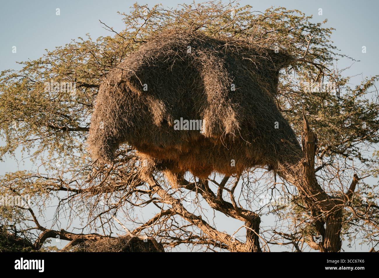 Webervogel hi-res stock photography and images - Alamy