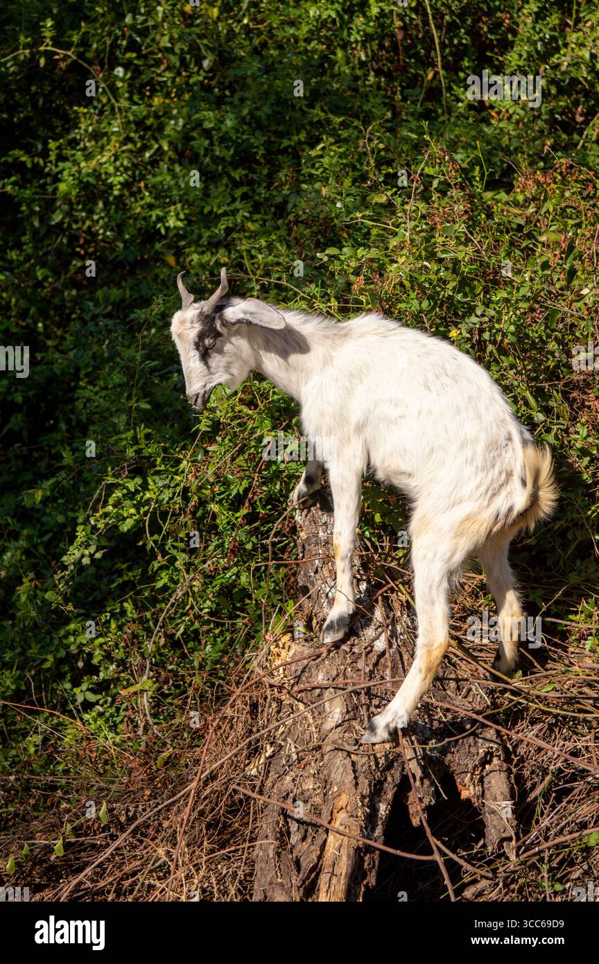 black, white and brown goat climbing up a log to eat tender grass ...