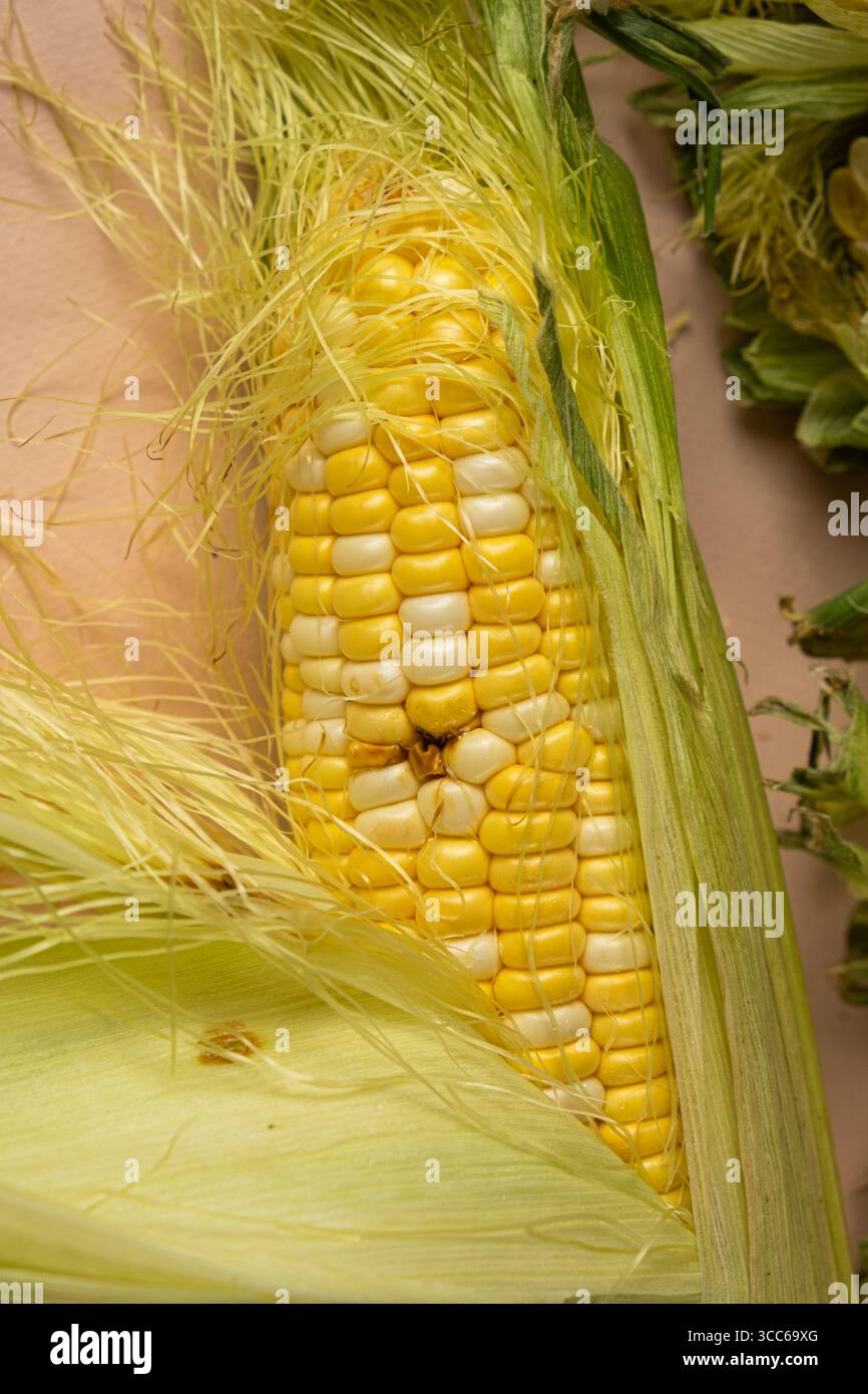 Rotten corn cob hi-res stock photography and images - Alamy
