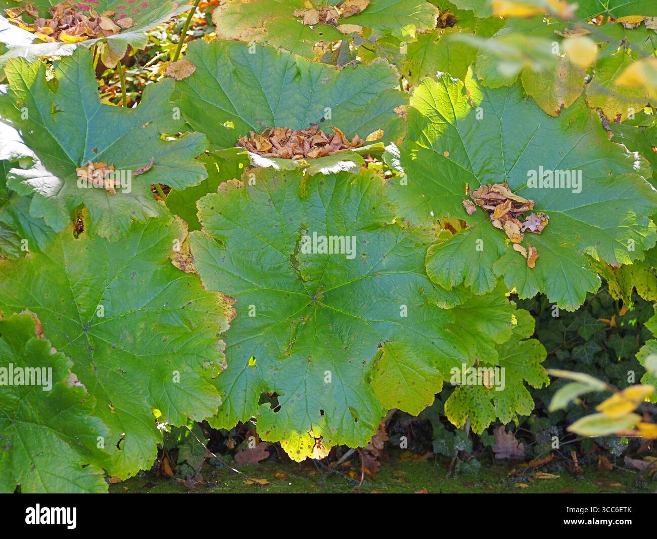 Rodgersia tabularis with large glossy green leaves in autumn garden ...