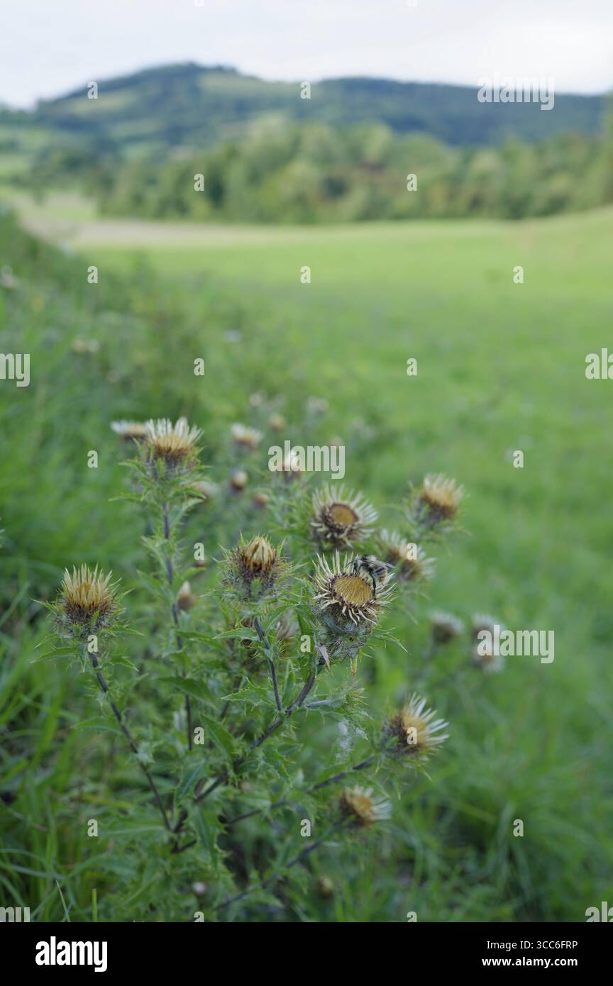 Golden thistle (Carlina vulgaris), thistle, bee pasture, insect pasture ...
