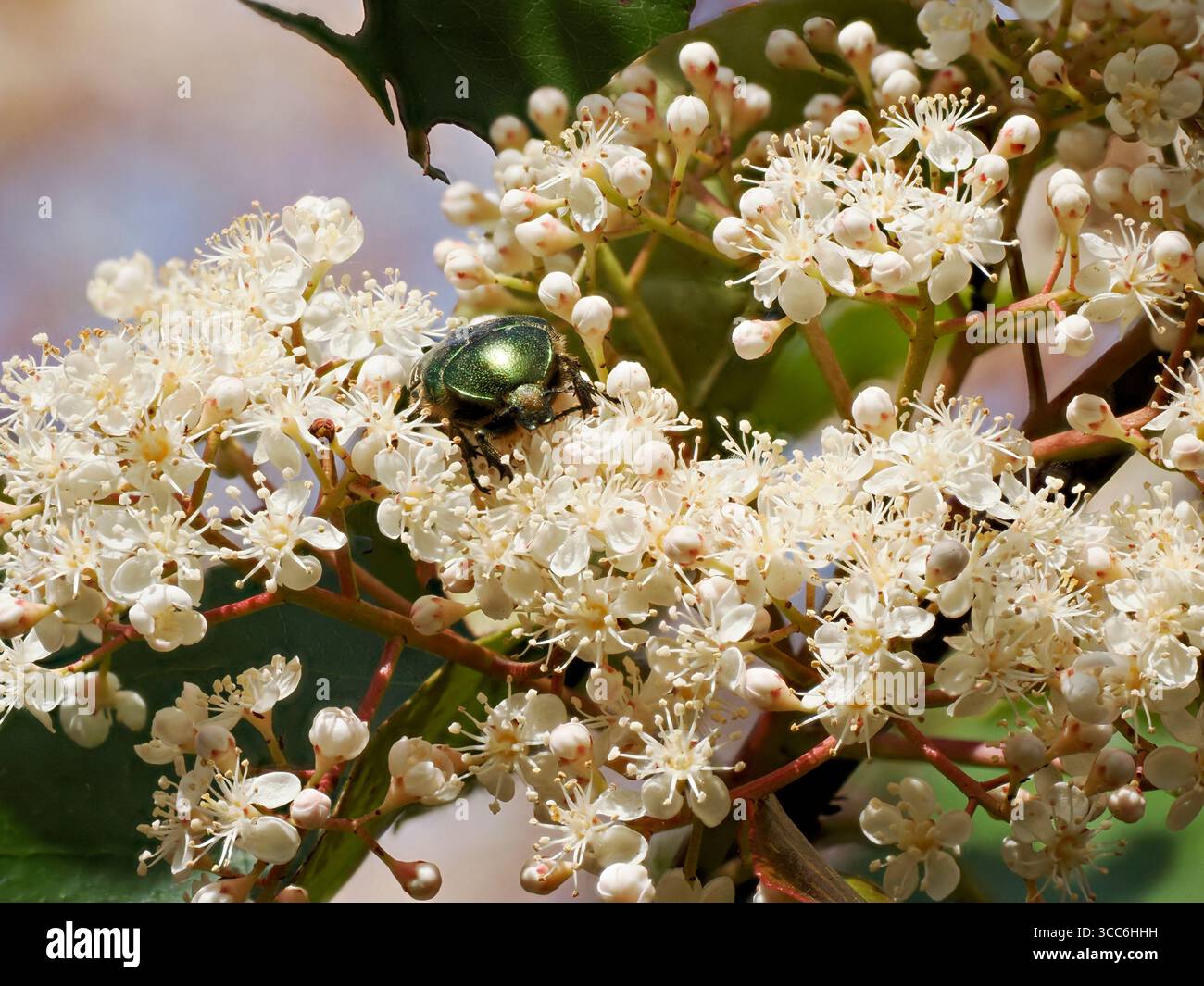 Green Cetonia aurata viewed from front flowering photinia bush Stock ...