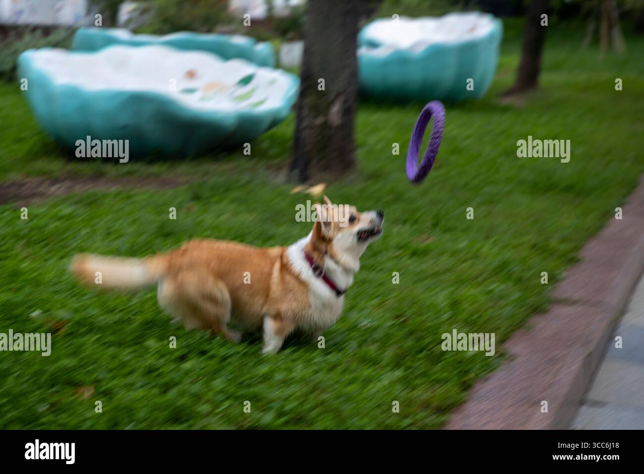 Welsh corgi pembroke playing frisbee hi-res stock photography and images - Alamy