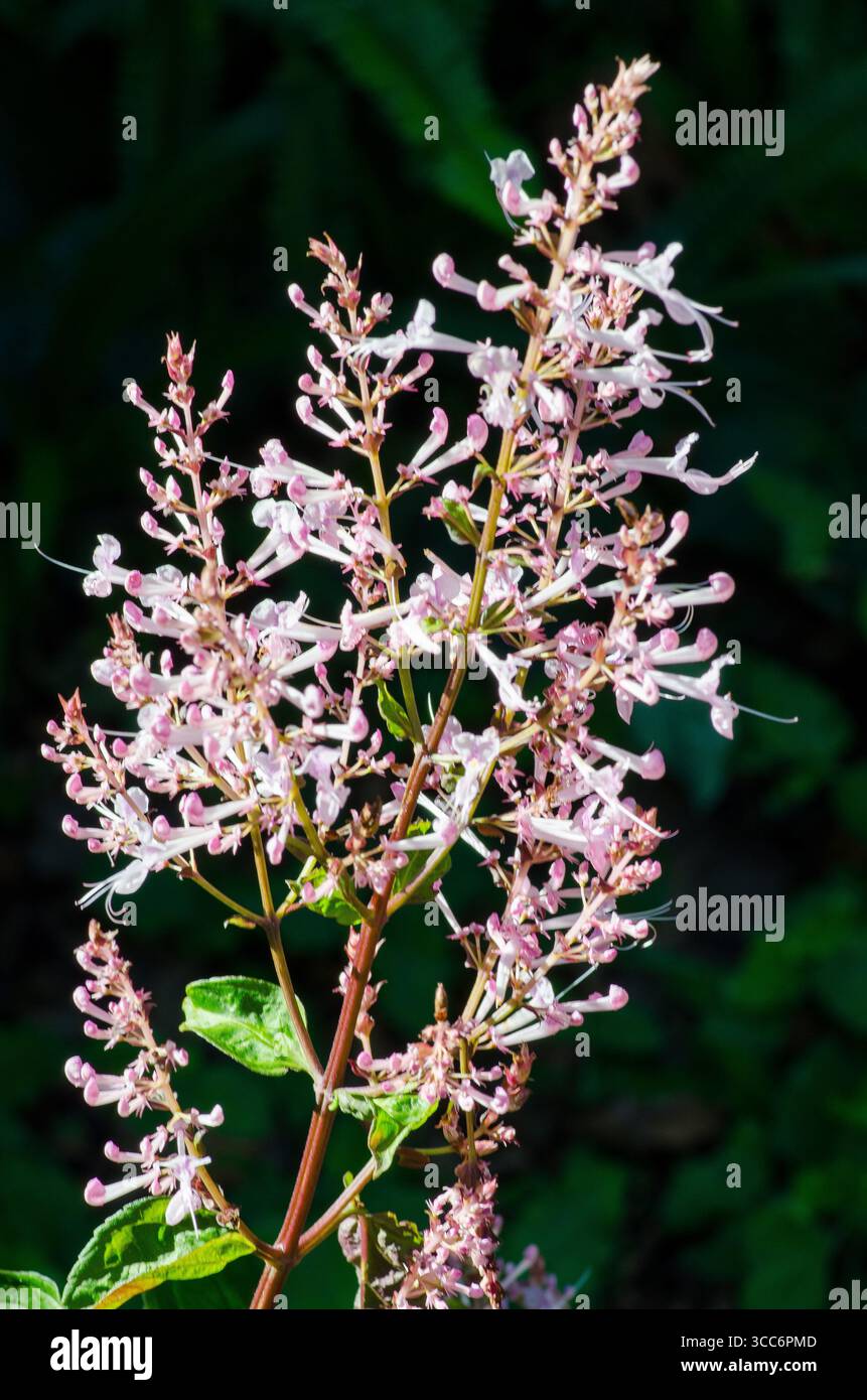 Delicate pink Plectranthus flowers bloom beautifully, showcasing their ...