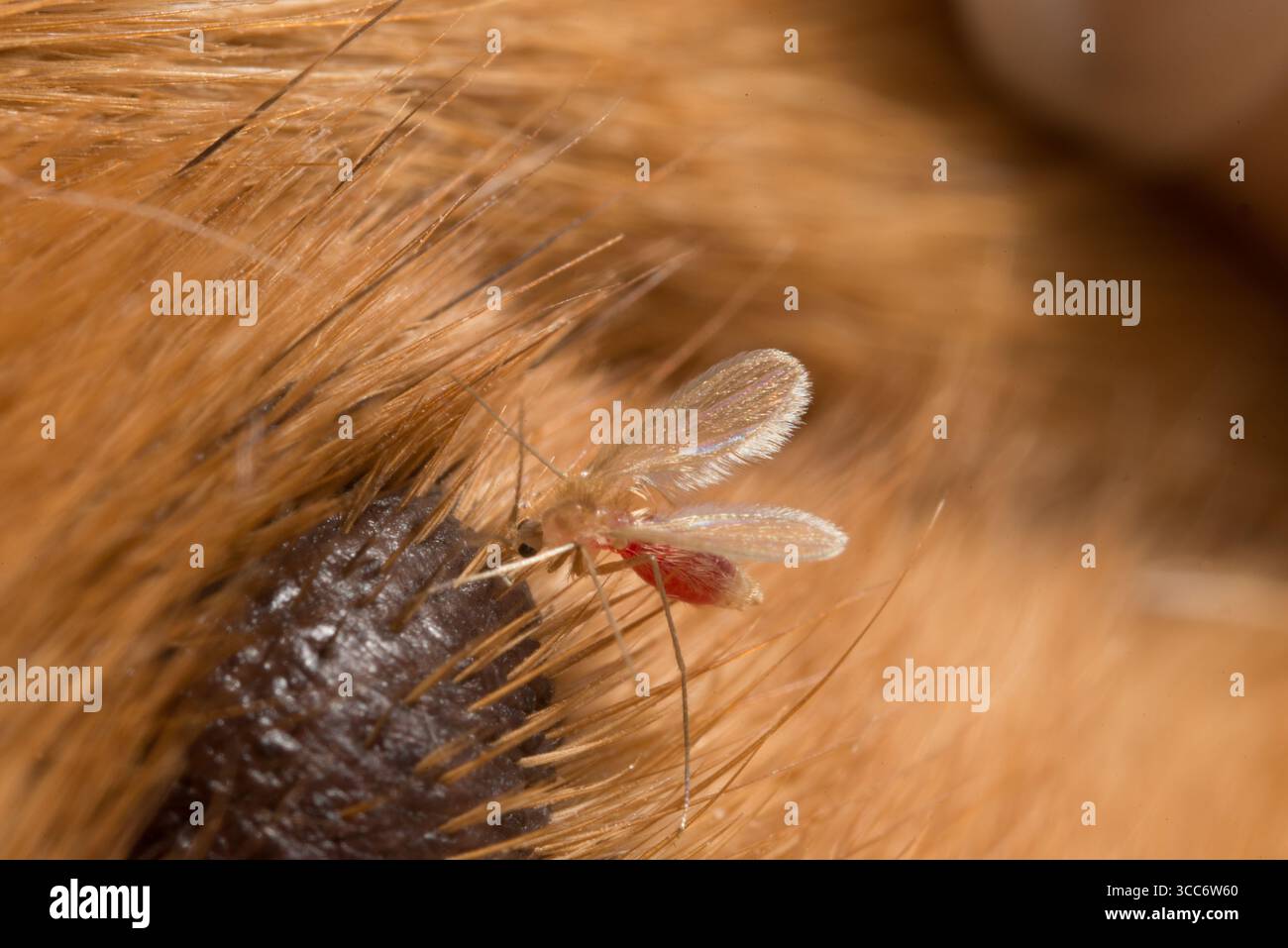 Spain, Mar 13, 2018 - A Sandfly from the species Phlebotomus ...