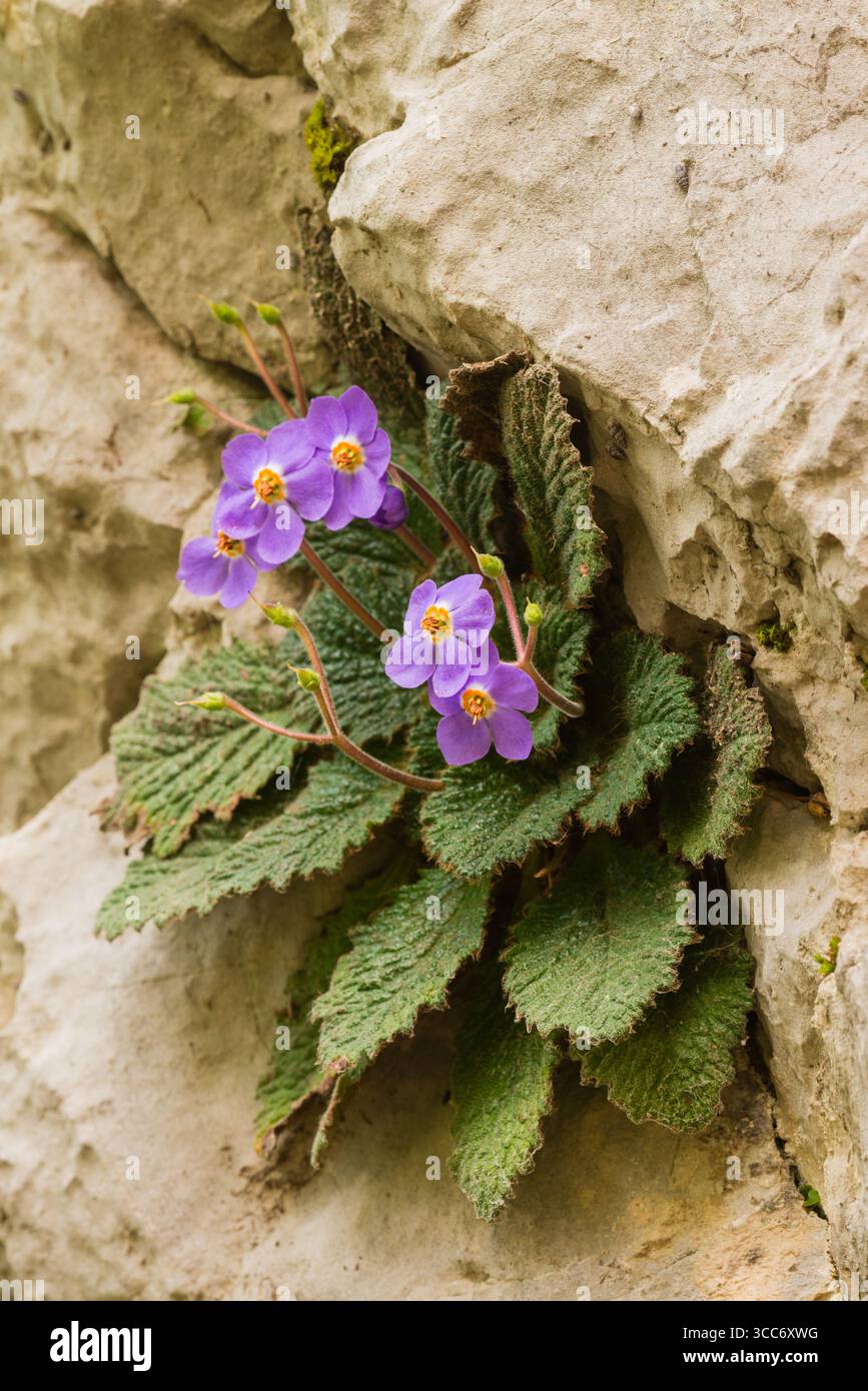 Gesneriaceae hi-res stock photography and images - Alamy