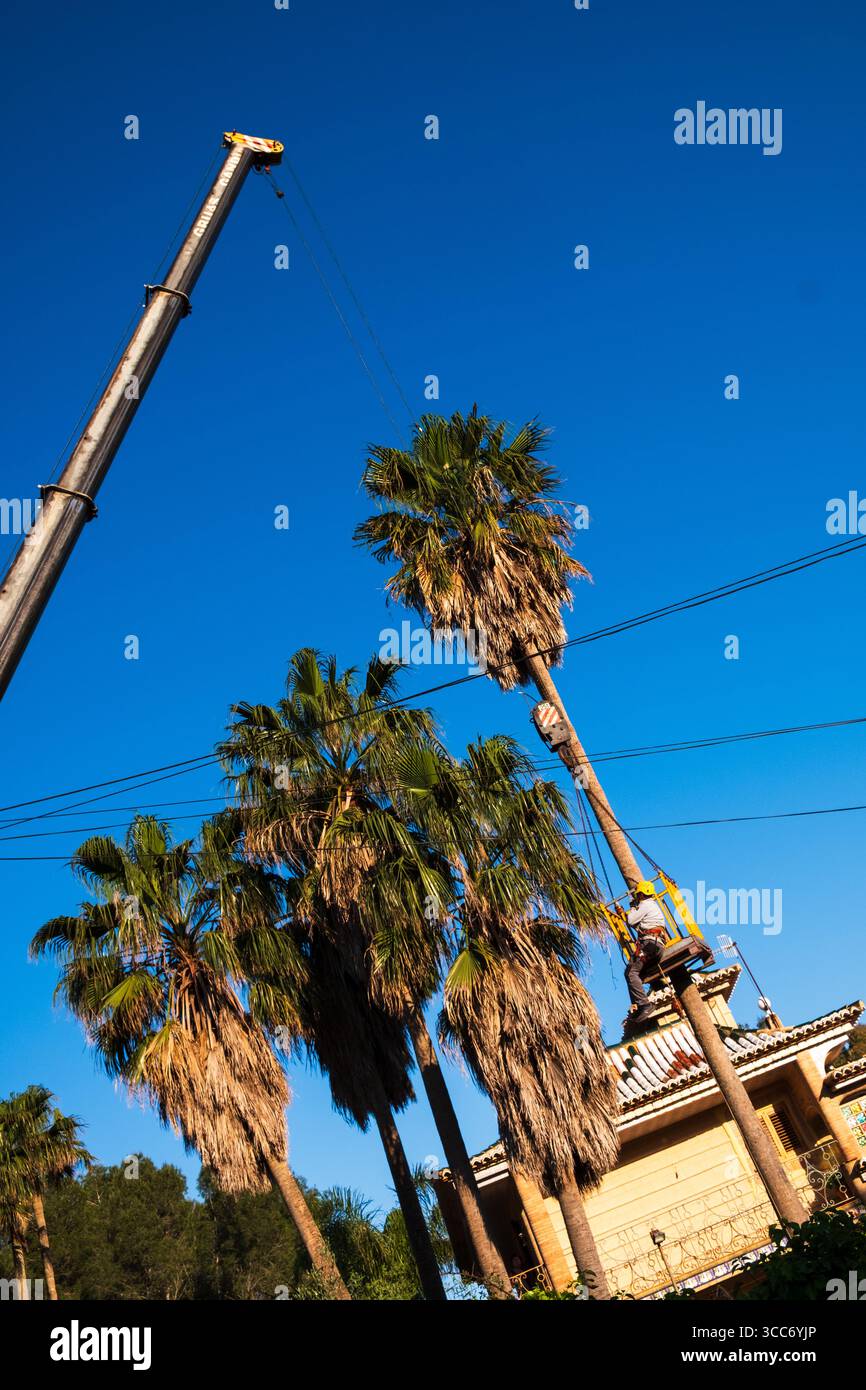 Pruning Washington Palm Trees from a crane cradle in Spain Stock Photo ...