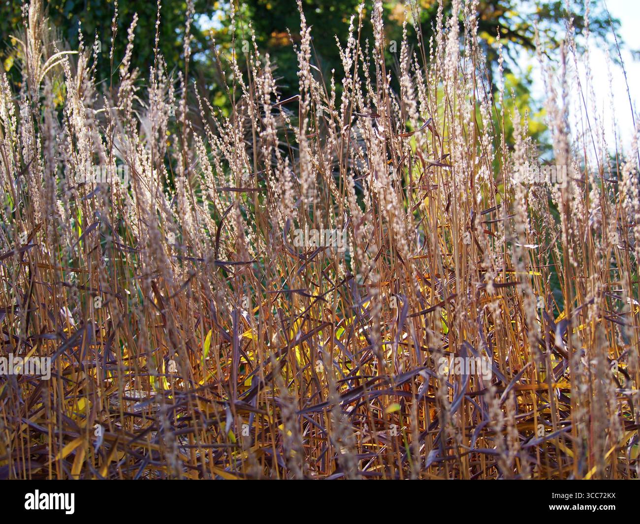 Greybeard grass hi-res stock photography and images - Alamy