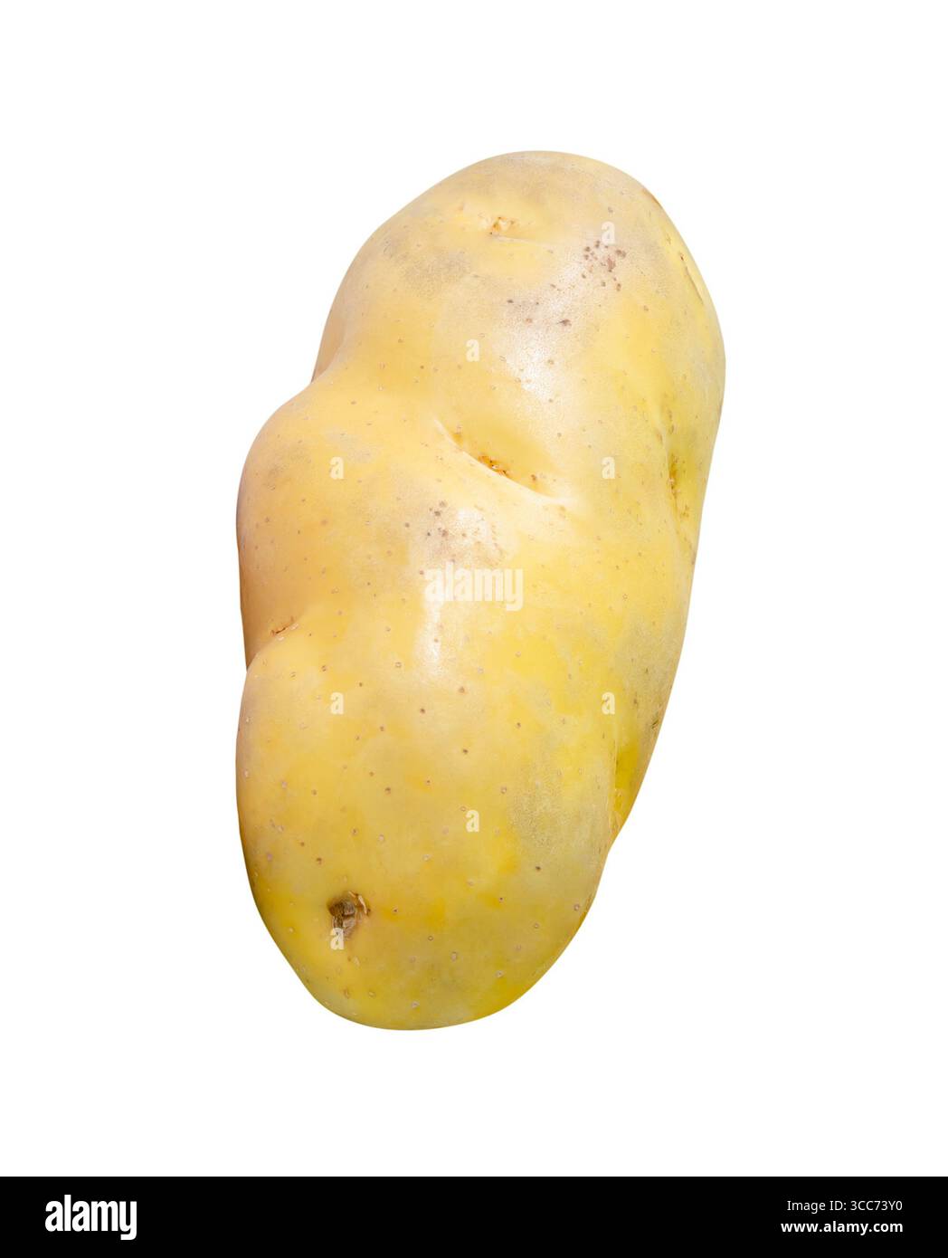A bulb of potato is isolated on white background with clipping path ...