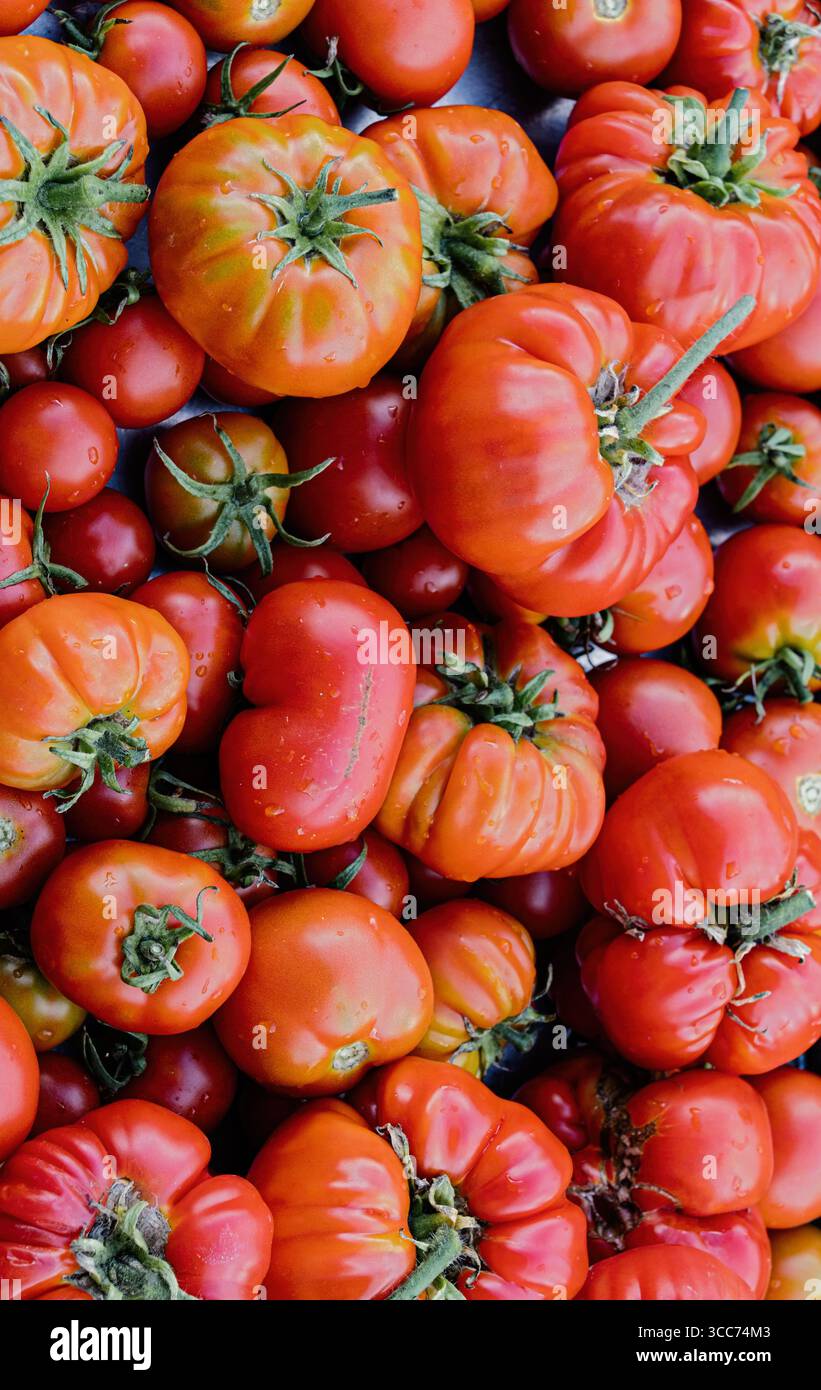 Mix of large and small ripe tomatoes, showing freshness and organic ...