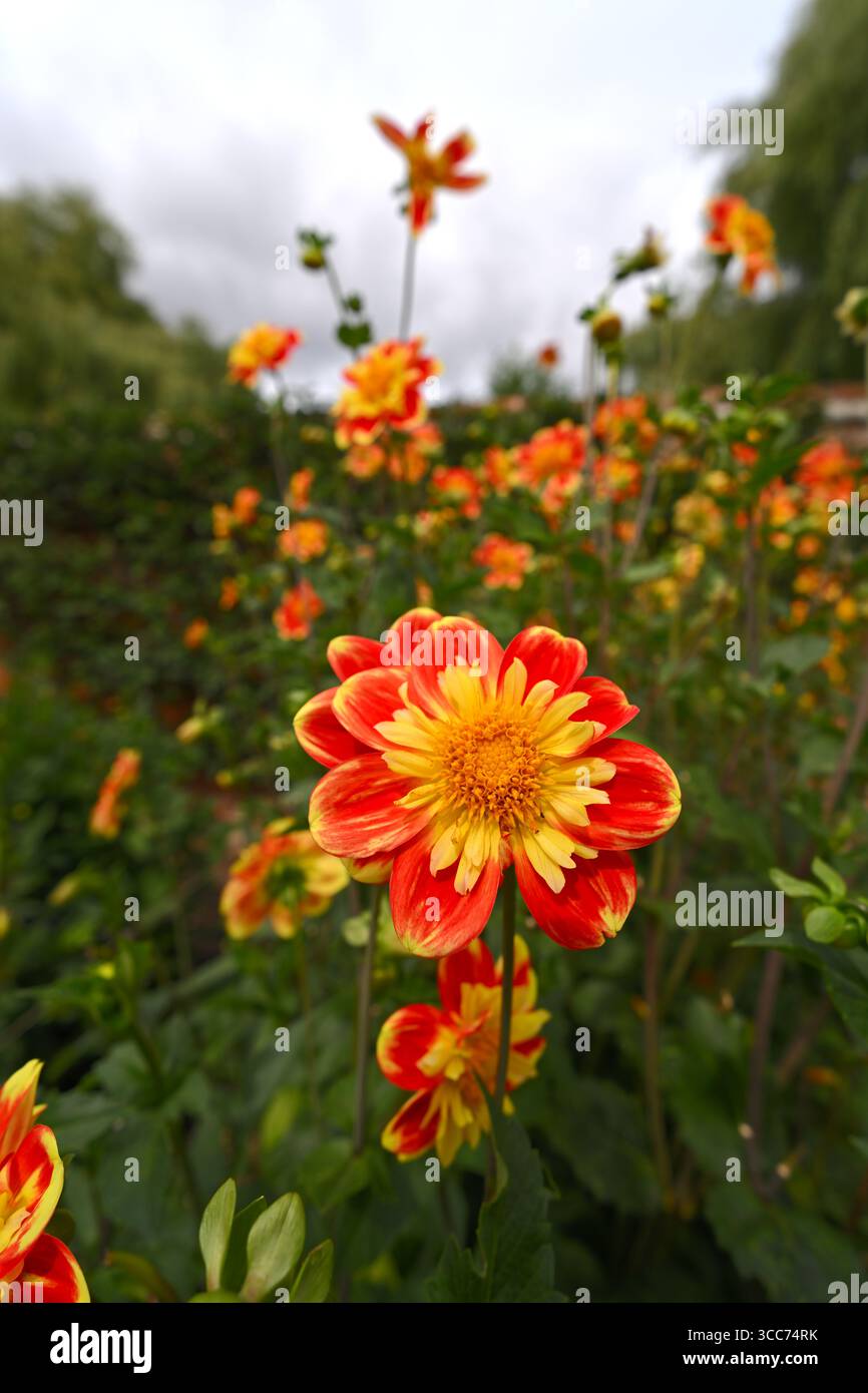 Red and yellow summer flowers of collarette dahlia Pooh UK garden ...
