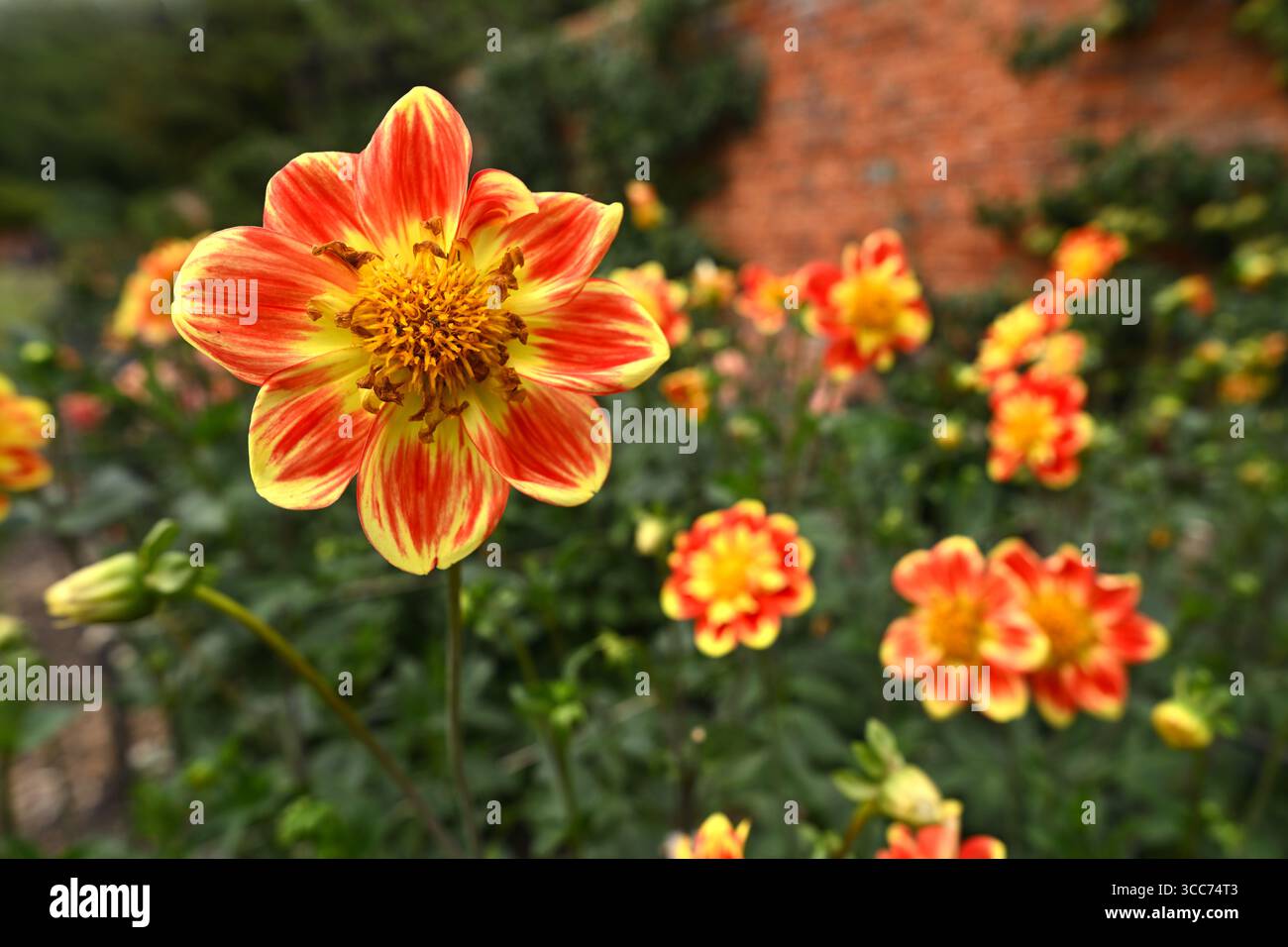 Red and yellow summer flowers of collarette dahlia Pooh UK garden ...