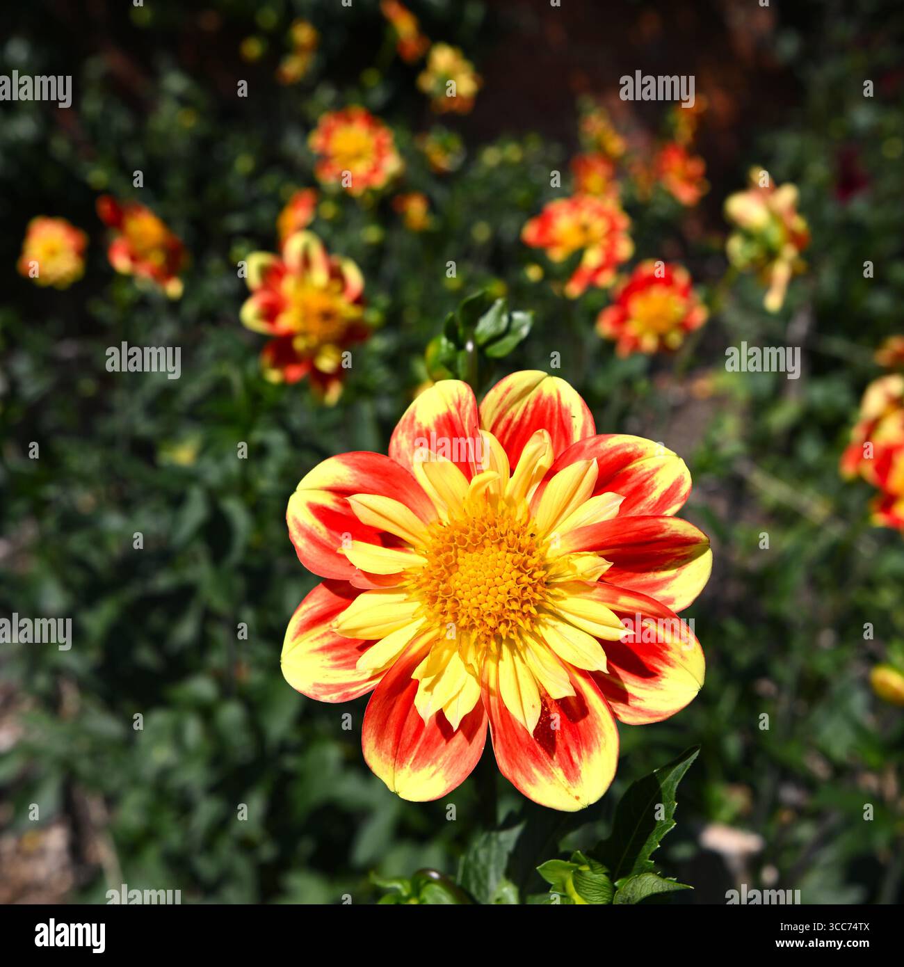 Red and yellow summer flowers of collarette dahlia Pooh UK garden ...