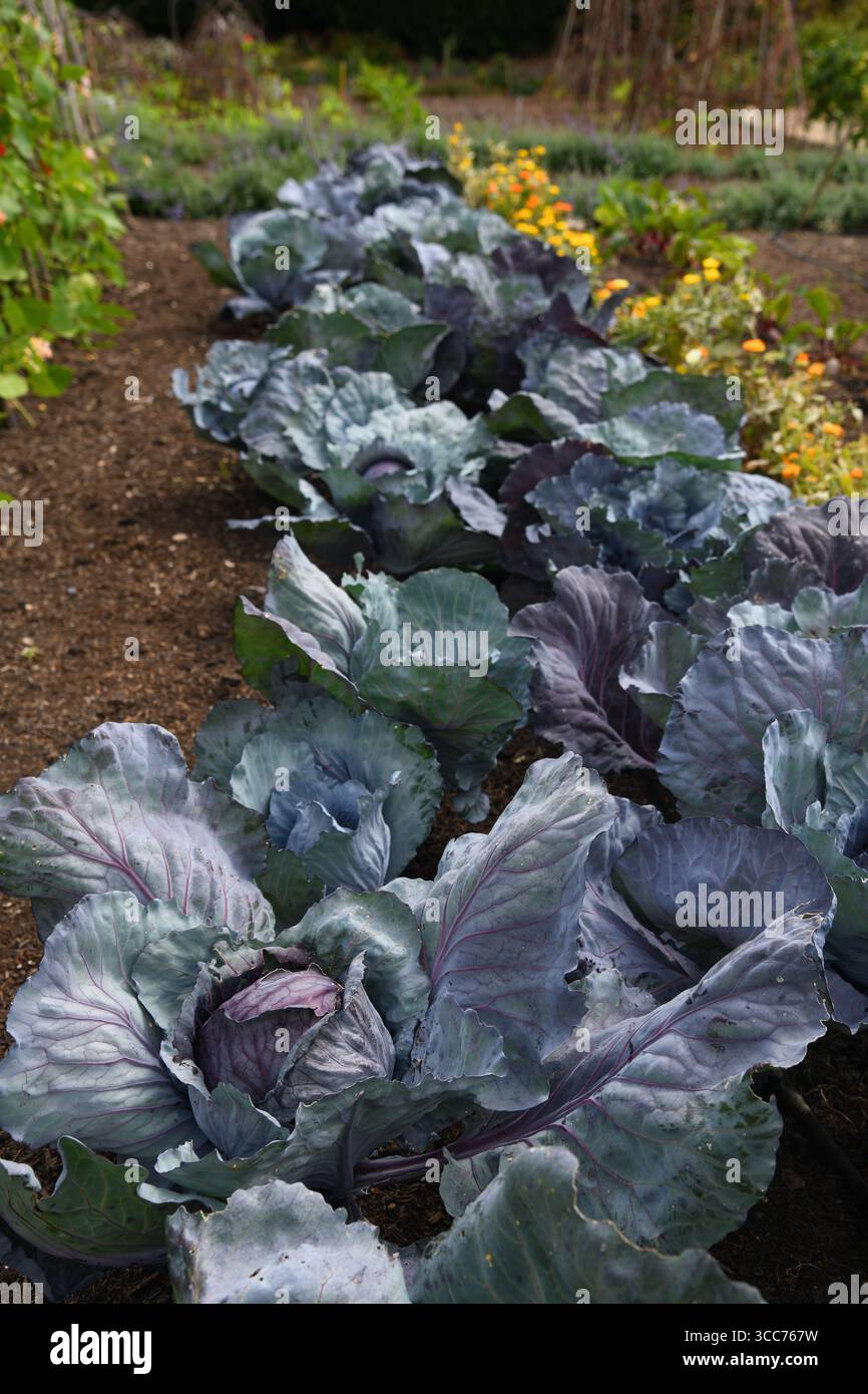 Green veg patch hi-res stock photography and images - Alamy