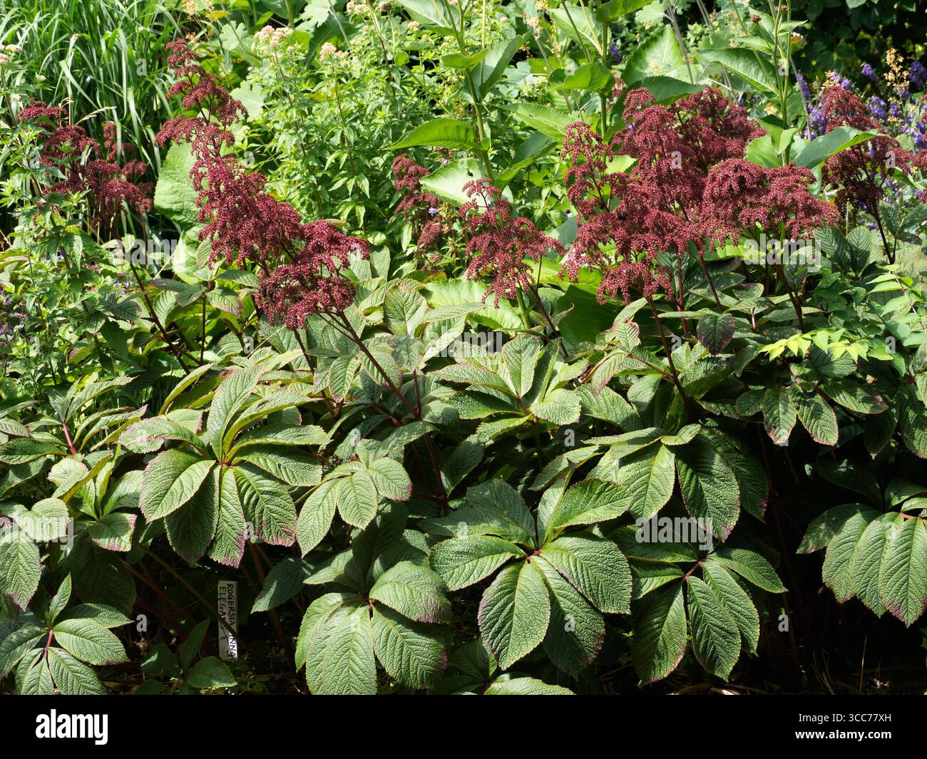 Rodgersia foliage hi-res stock photography and images - Alamy