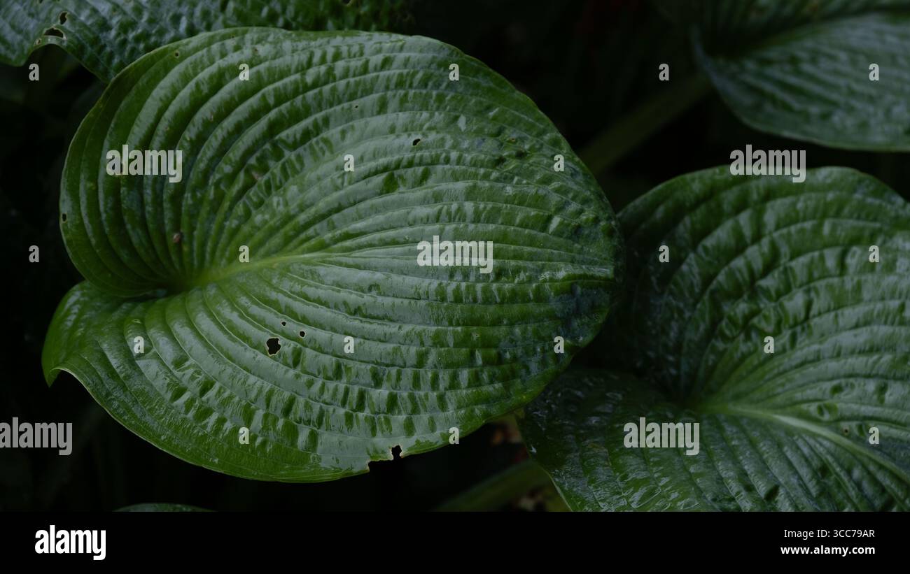 Large green hosta leaf showing detailed texture, veins, and natural ...