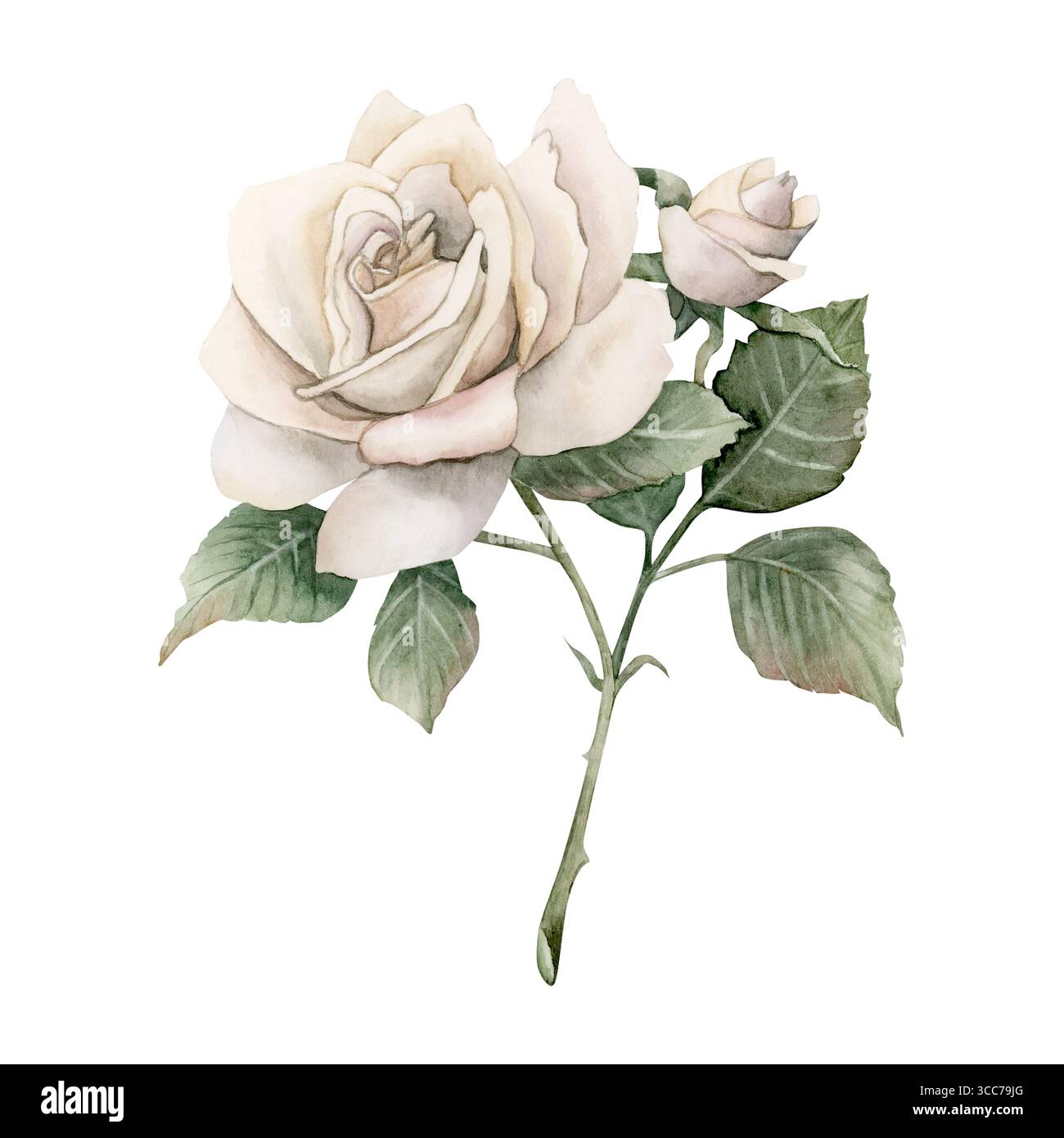 Rose on stem with bud and leaves. White garden flower arrangement ...