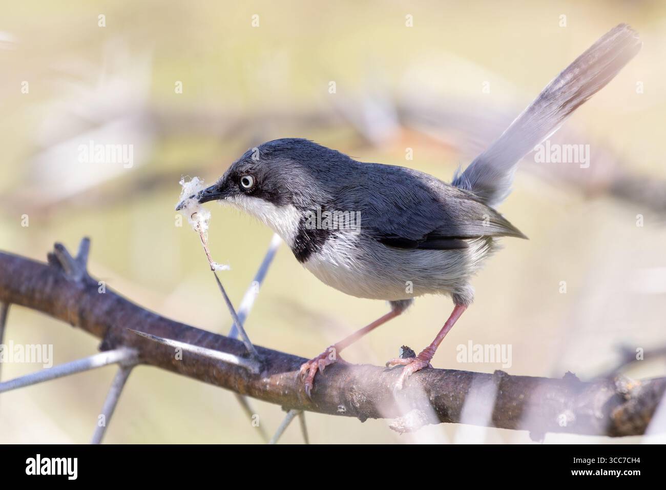 Bar-throated Apalis (Apalis thoracica capensis) with nesting material ...