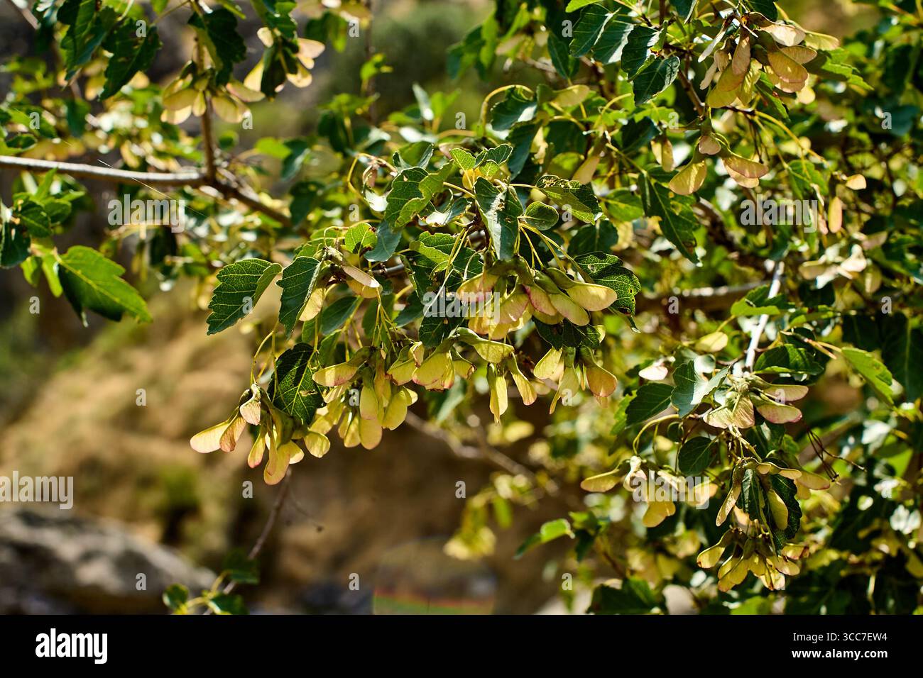 Green leaves and long pods of a Catalpa tree on a summer day. July 2025 ...