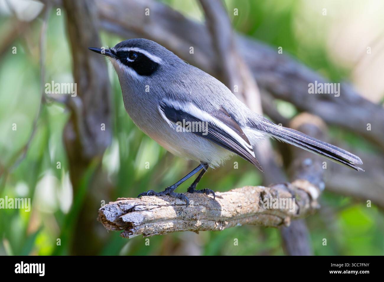 Weighs just 6 grams hi-res stock photography and images - Alamy