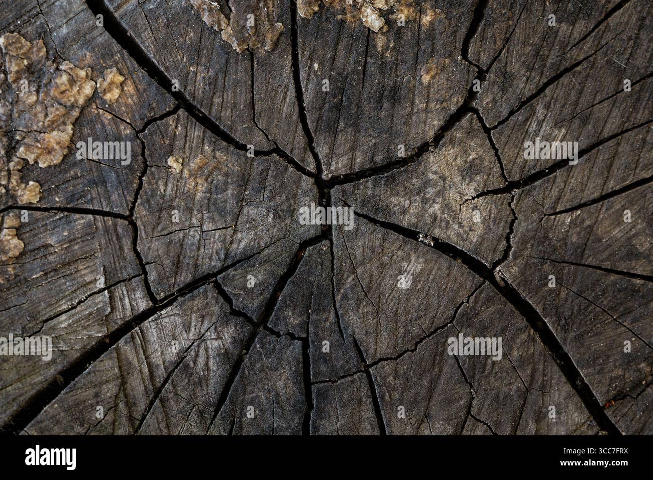 Texture of an old, fungus-covered and cracked stump. Cross-section of ...