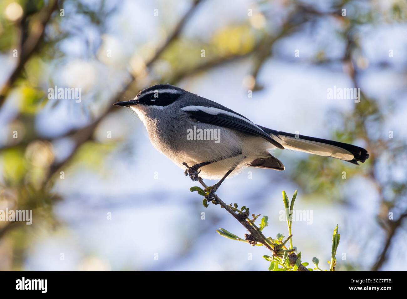Fairy Flycatcher (Stenostira scita) Lamberts Bay, West Coast, South ...