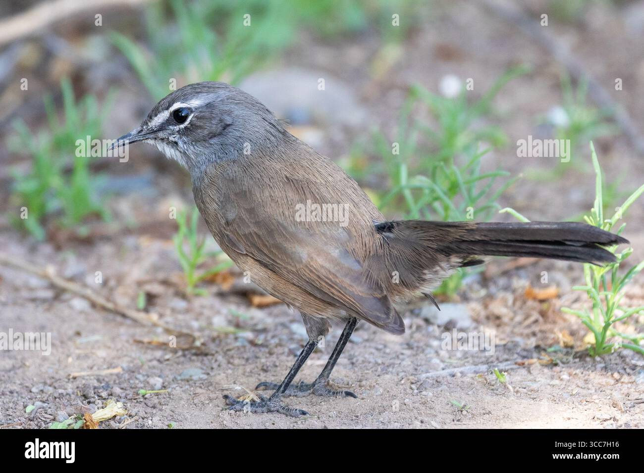 Karoo Scrub Robin (Cercotrichas coryphaeus cinerea), Karoo National ...