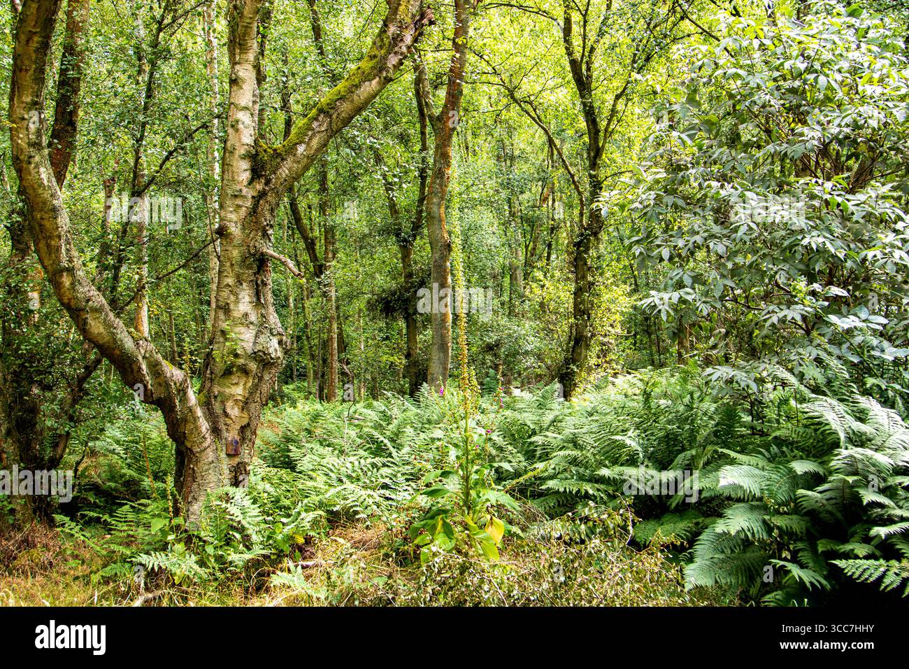 Clatto country park woods hi-res stock photography and images - Alamy