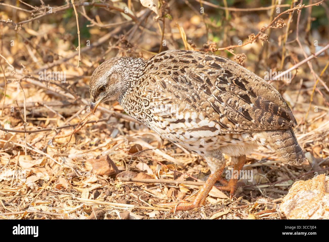 Natal Spurfowl (Pternistis natalensis) formerly Natal Francolin chick ...