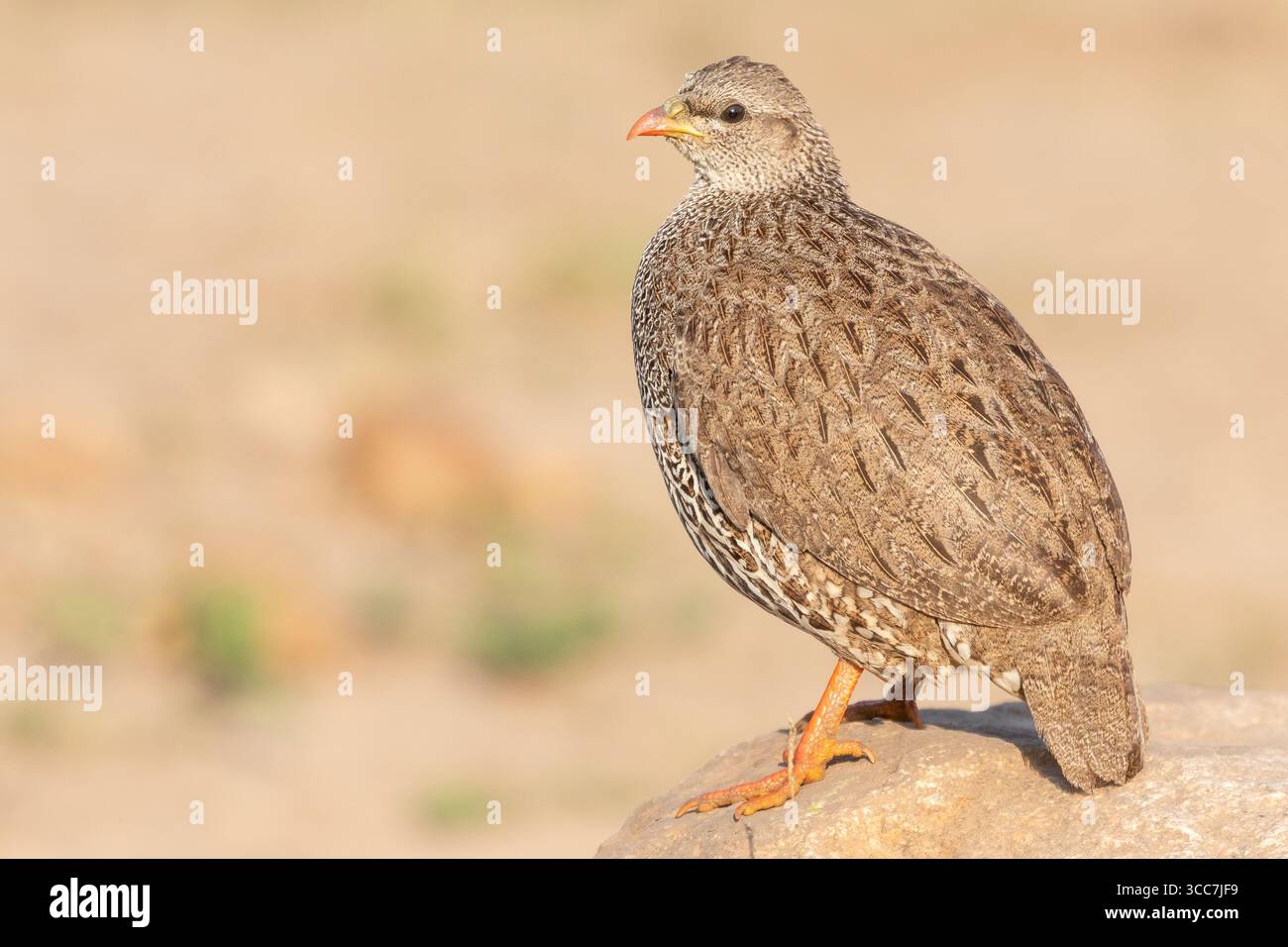 Natal Spurfowl (Pternistis natalensis) formerly Natal Francolin on rock ...