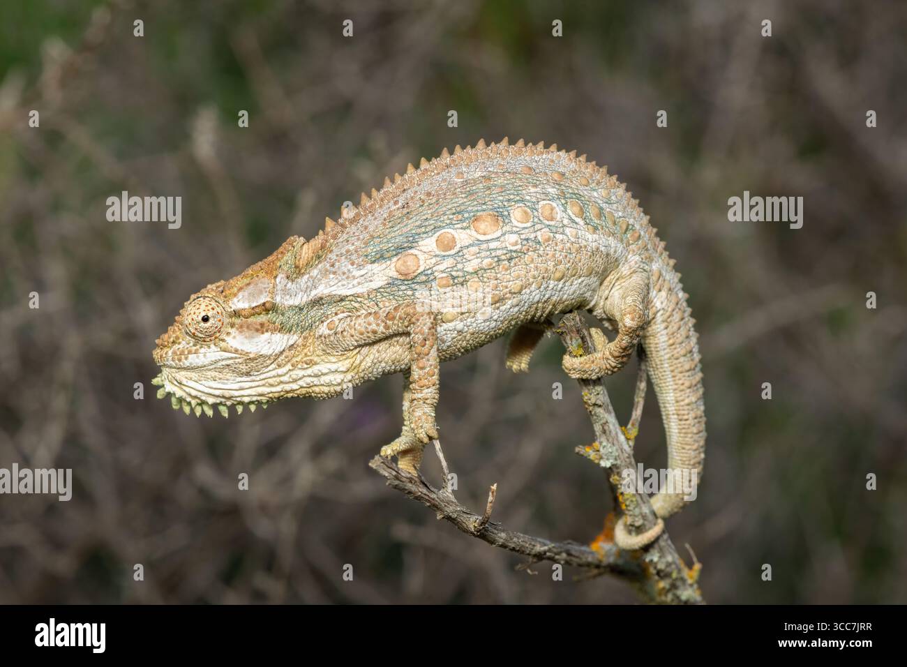 A stunning Robertson Dwarf Chameleon (Bradypodion gutturale), also ...
