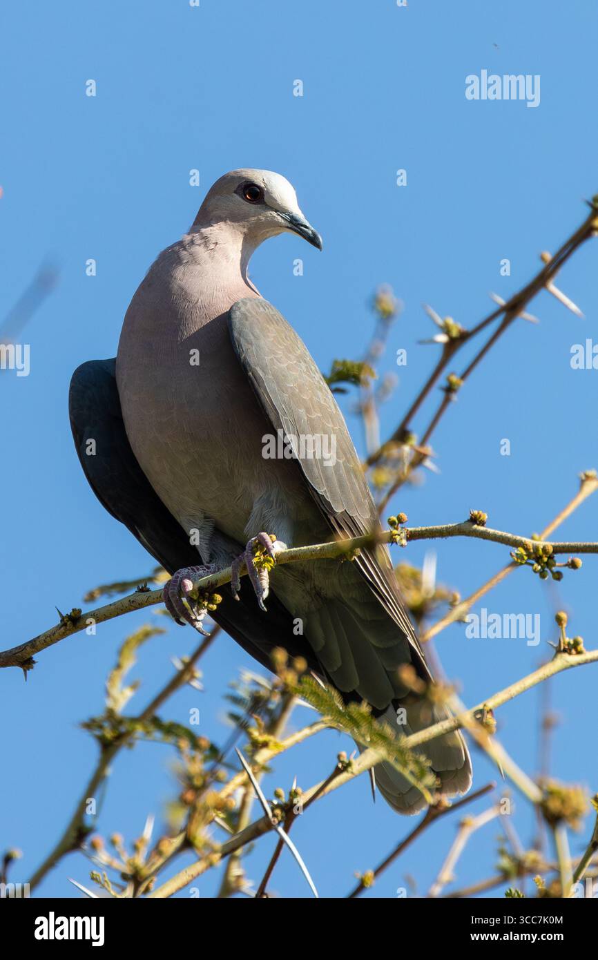 Red-eyed Dove (Streptopelia semitorquata), largest of the ringneck ...