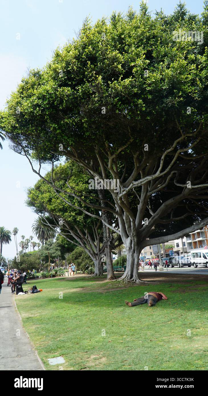 Ficus trees hi-res stock photography and images - Alamy