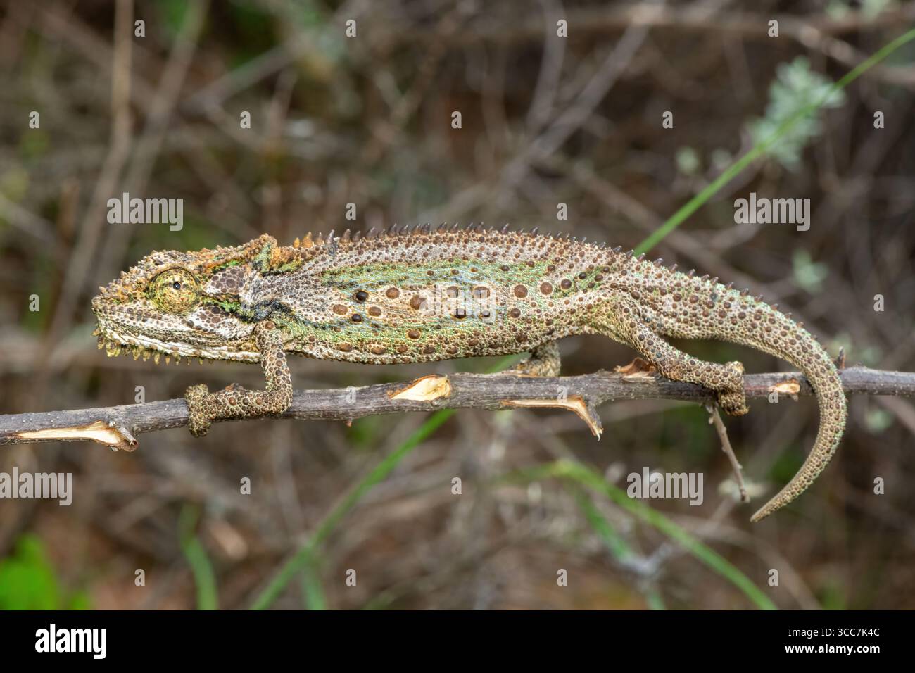 A stunning Robertson Dwarf Chameleon (Bradypodion gutturale), also ...
