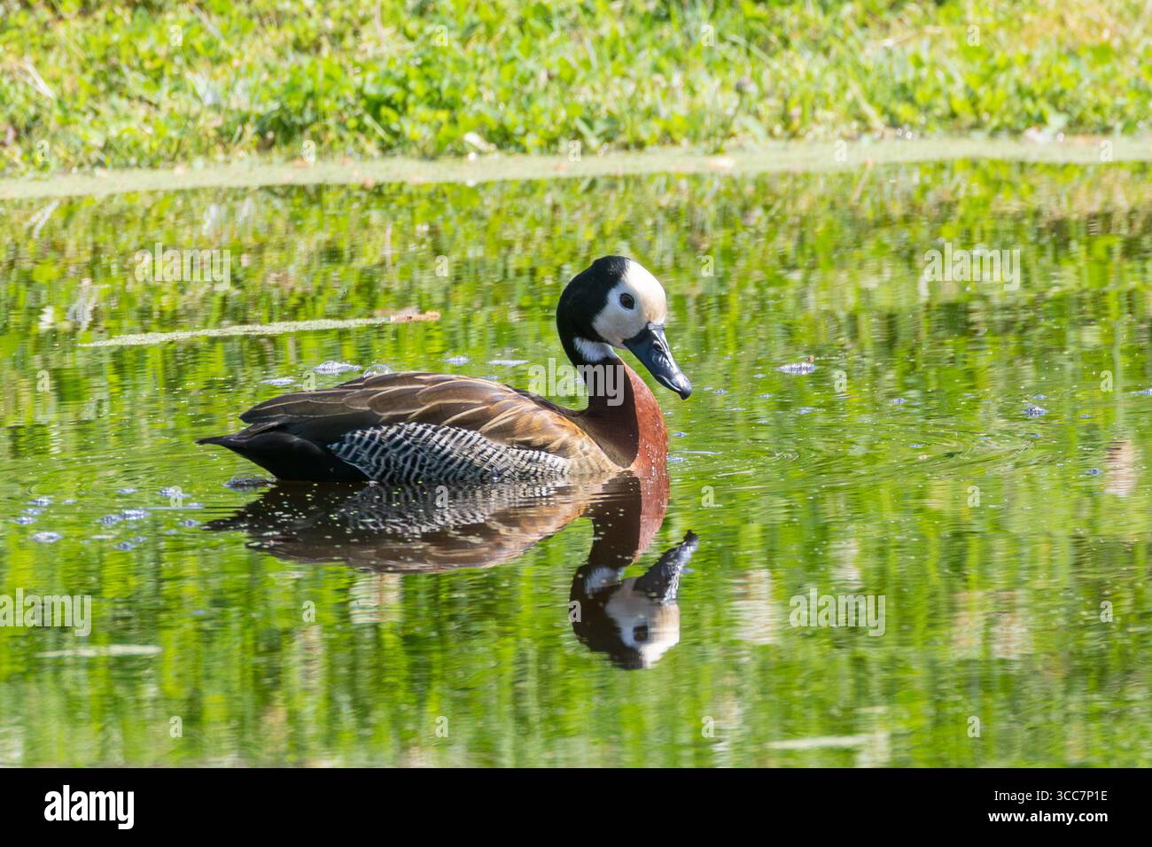 White-faced Whistling Duck (Dendrocygna viduata) swimming on farm dam ...