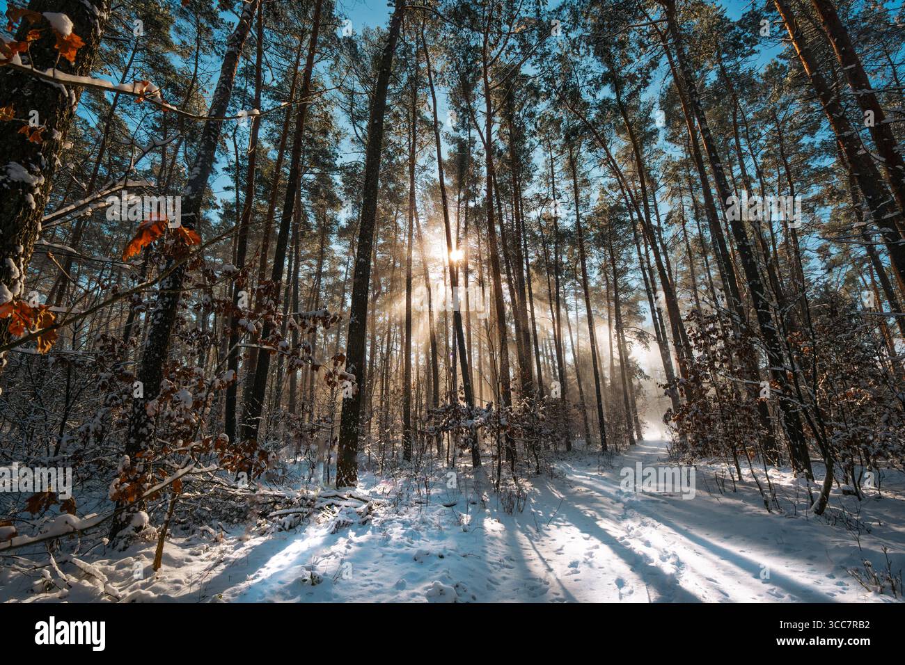 Tall trees creating snowy hi-res stock photography and images - Alamy