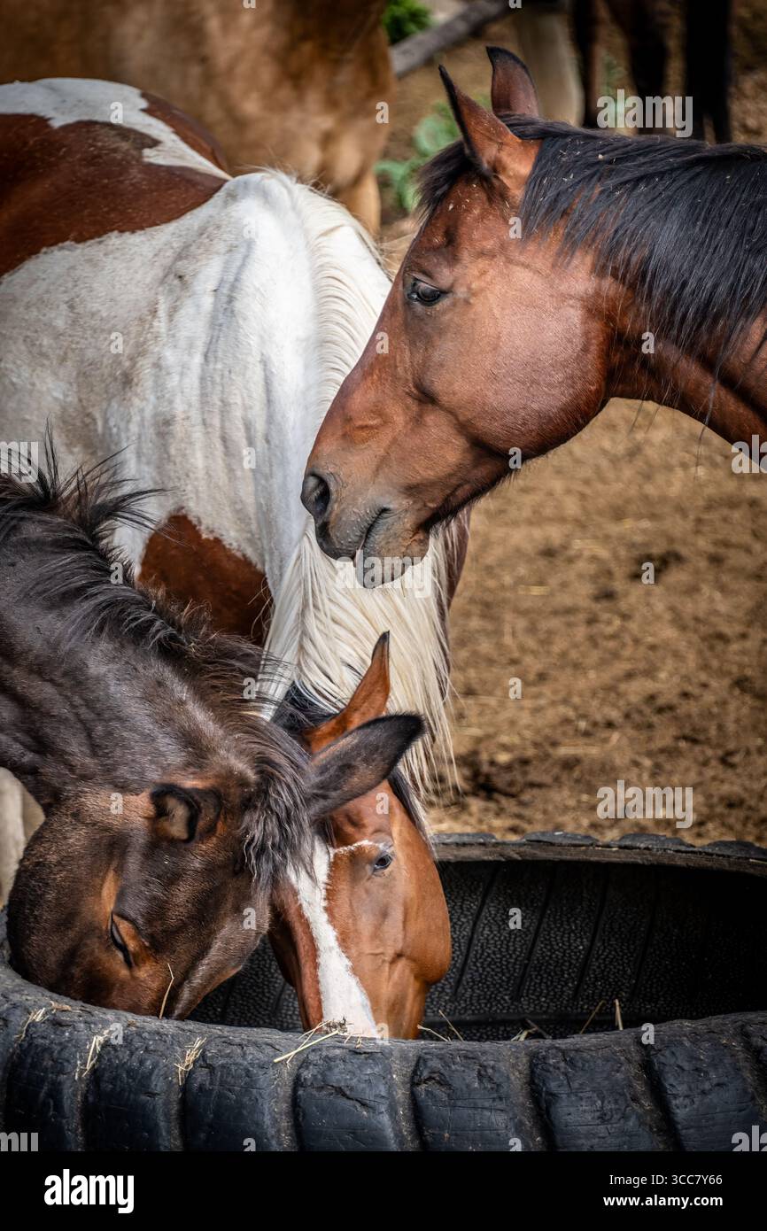 Western ranch mule portrait hi-res stock photography and images - Alamy