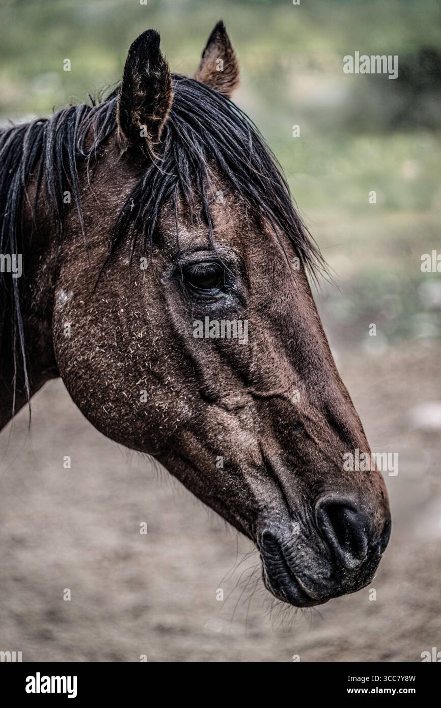 Authentic horse portrait photograph hi-res stock photography and images ...