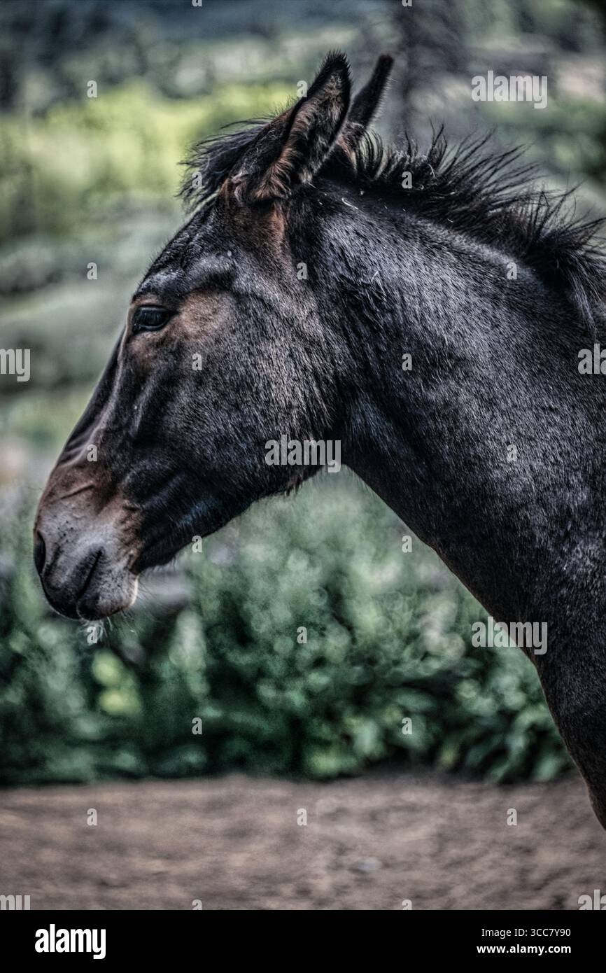 Detailed mule face photograph hi-res stock photography and images - Alamy
