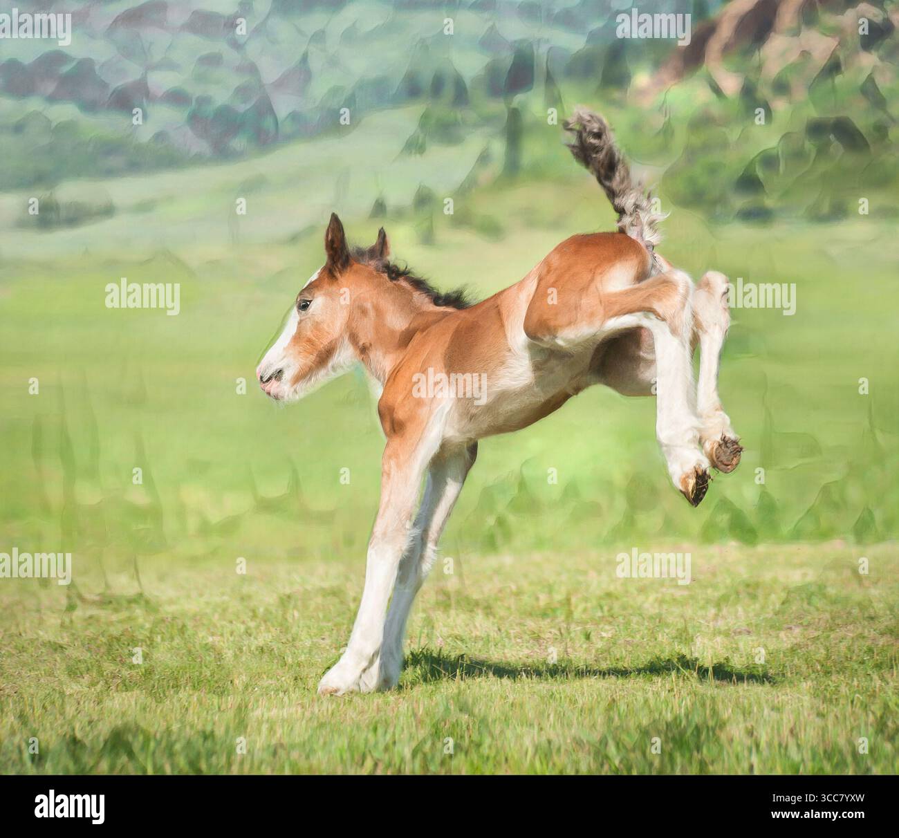 Baby animal Gypsy Vanner Horse filly foal romps and kicks up heels in ...