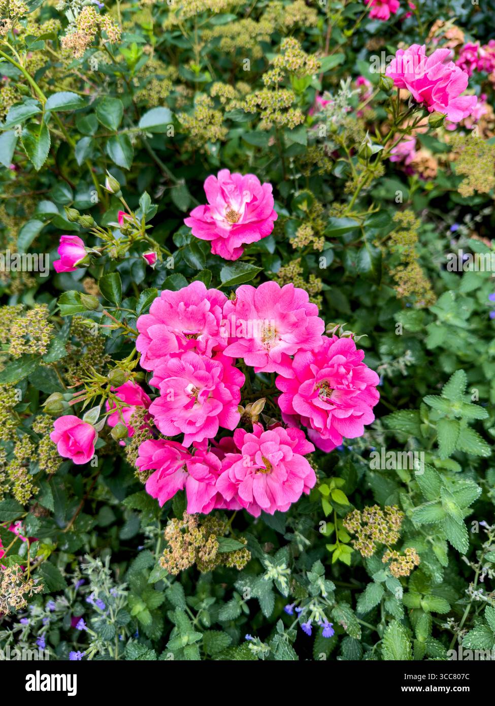 Pink roses in the gardens of Washington Square Park, Greenwich Village ...