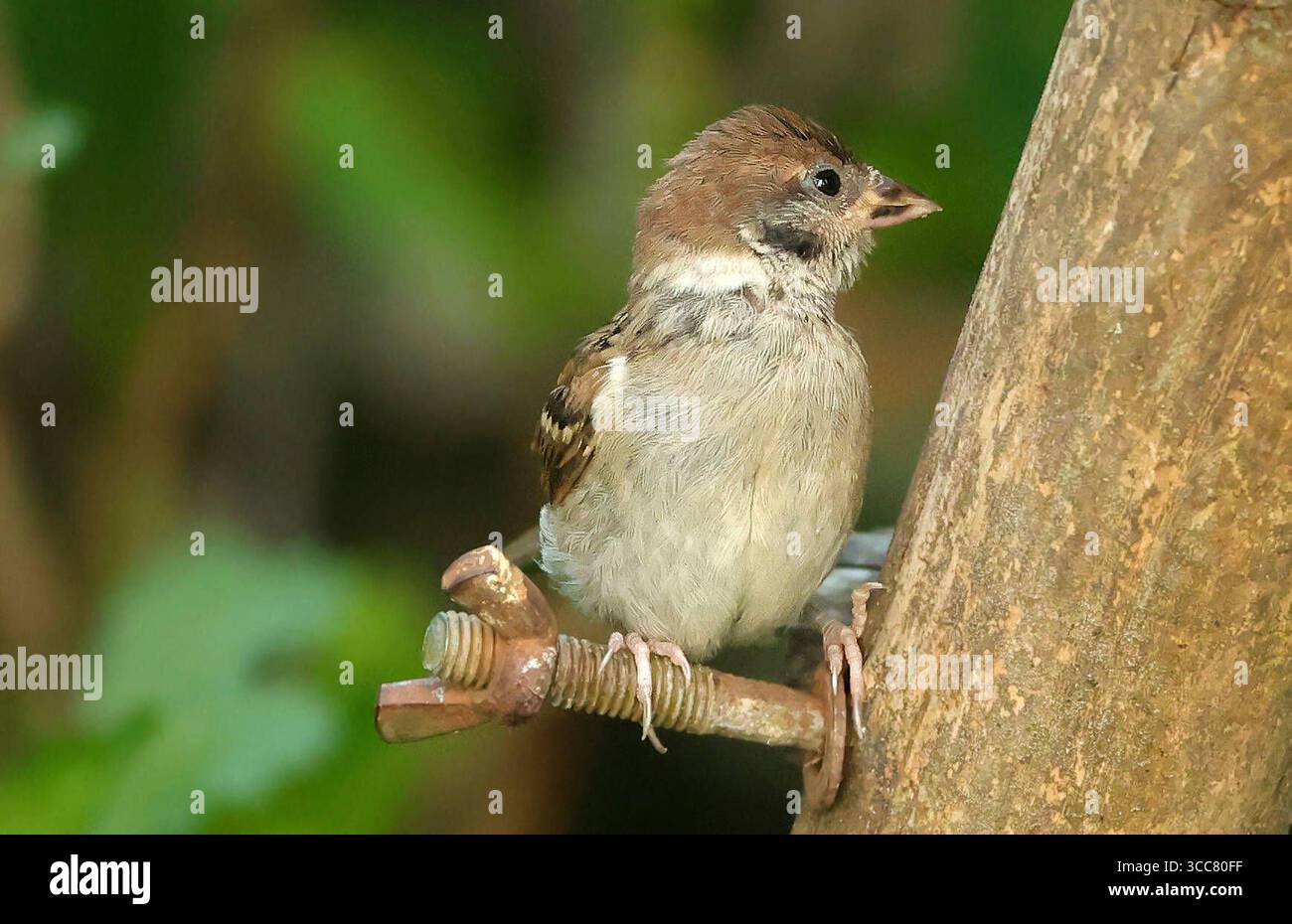 10.08.2025, Tierwelt im Garten, im Bild: Spatz *** 10 08 2025, Wildlife ...