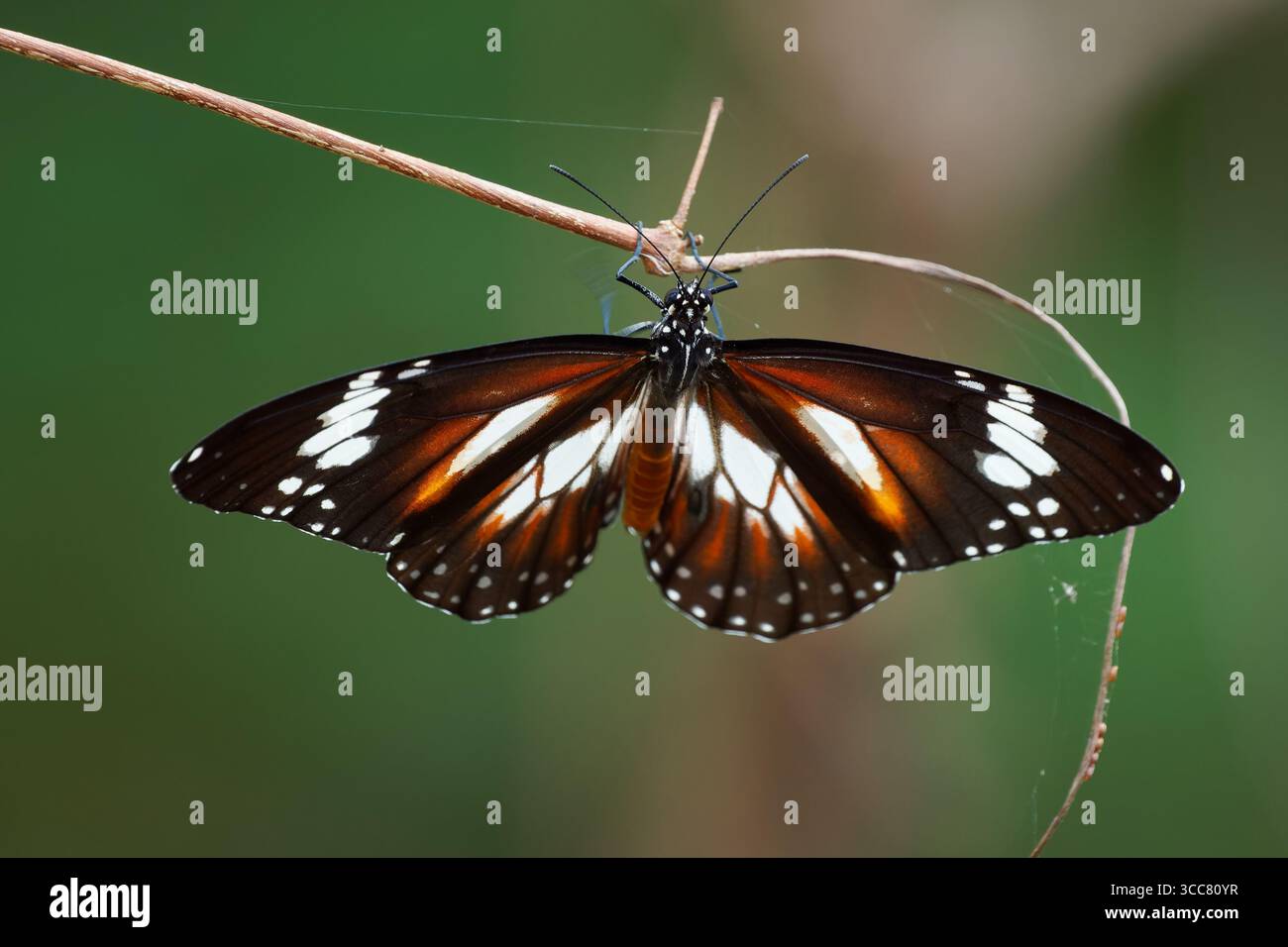 Danaus affinis Malay tiger, Mangrove or Swamp tiger, butterfly in ...