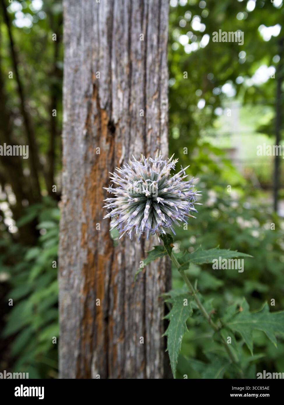 Autumn garden silver thistle hi-res stock photography and images - Alamy