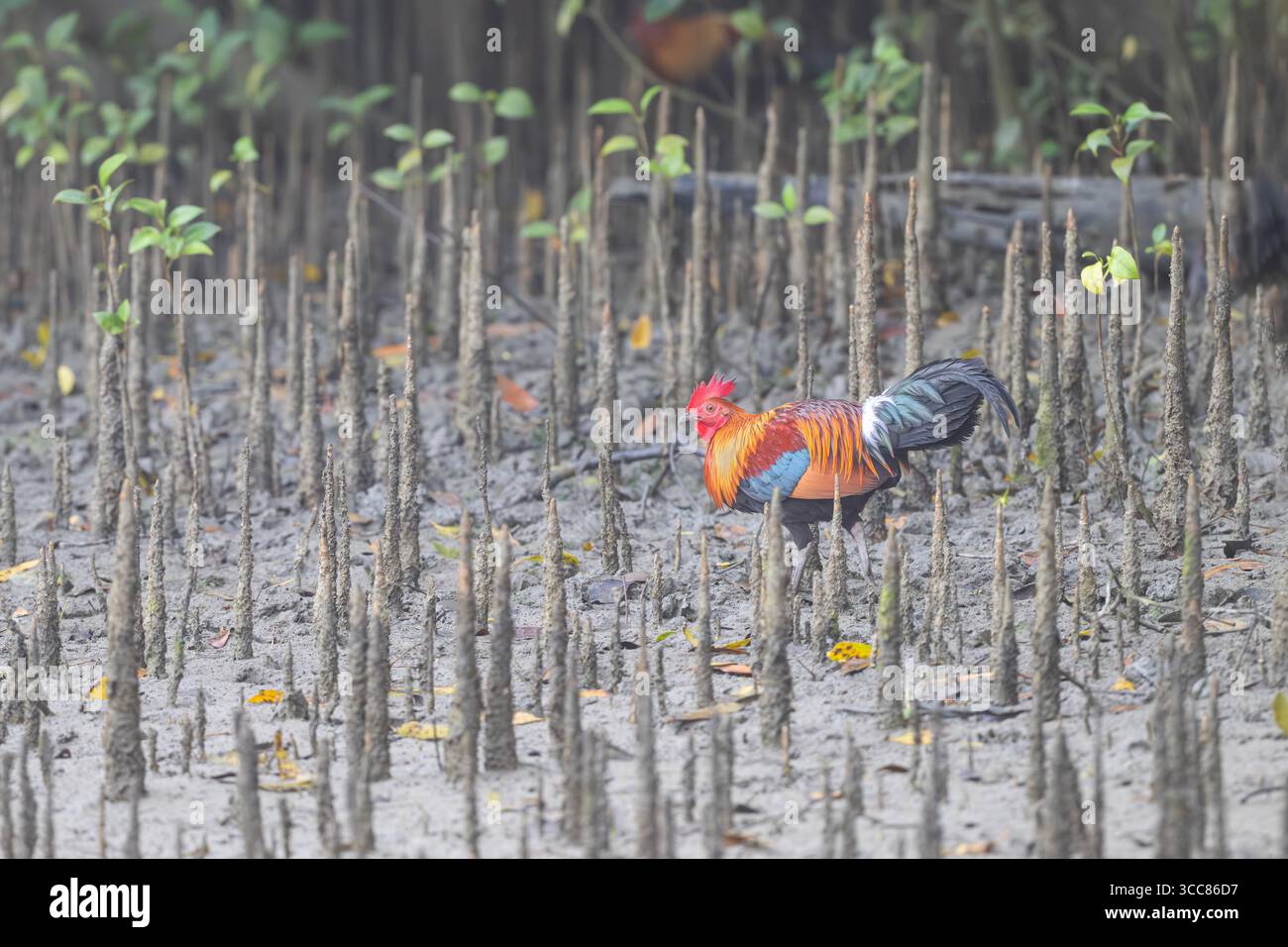 The red junglefowl (Gallus gallus), also known as the Indian red ...