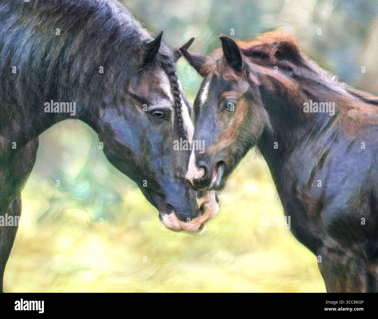 Senior aged Gypsy Vanner Horse stallion greets his foal. Stylized ...