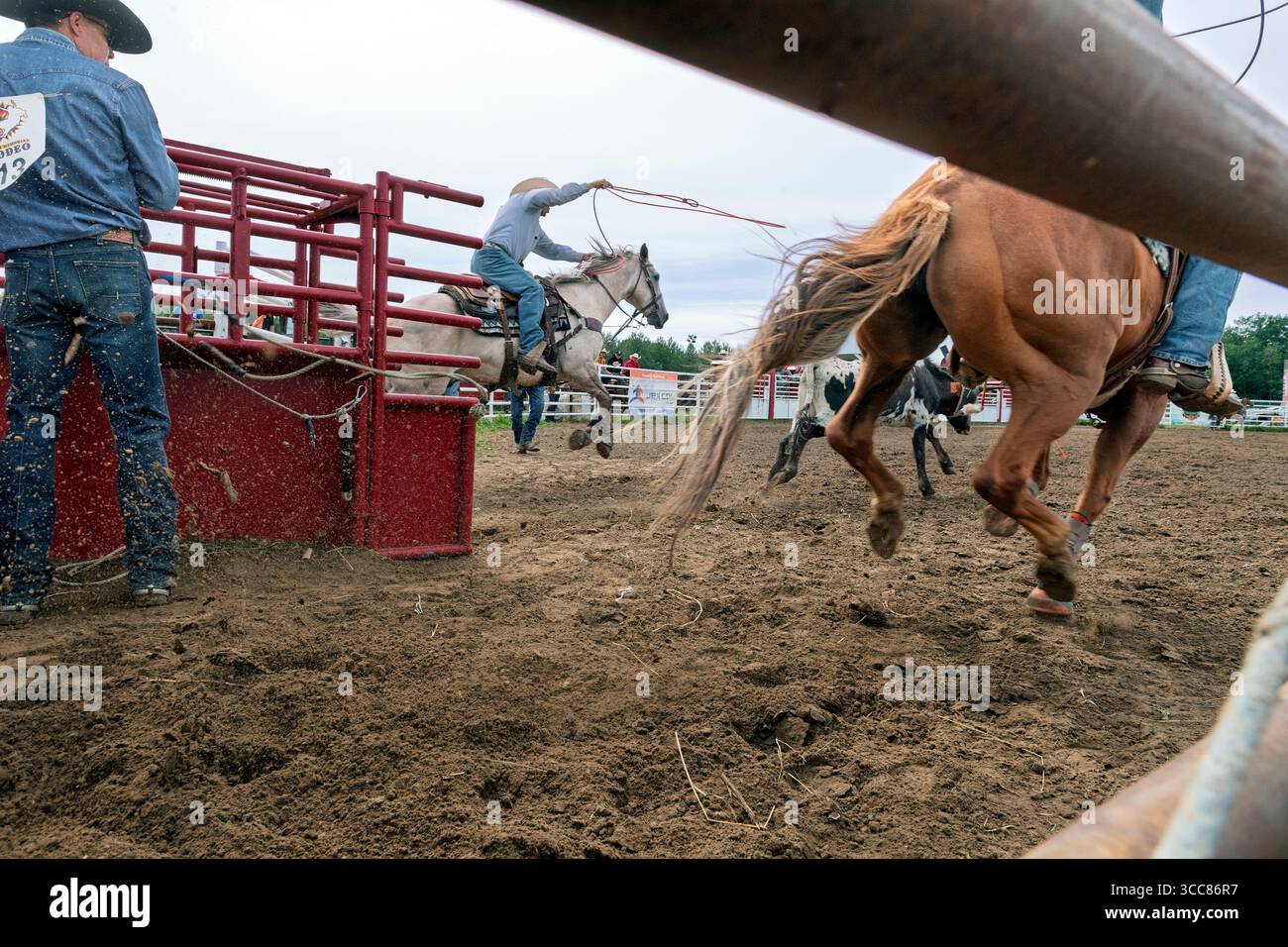Rodeo scene depicting cowboys at a team calf roping event at the Enoch ...